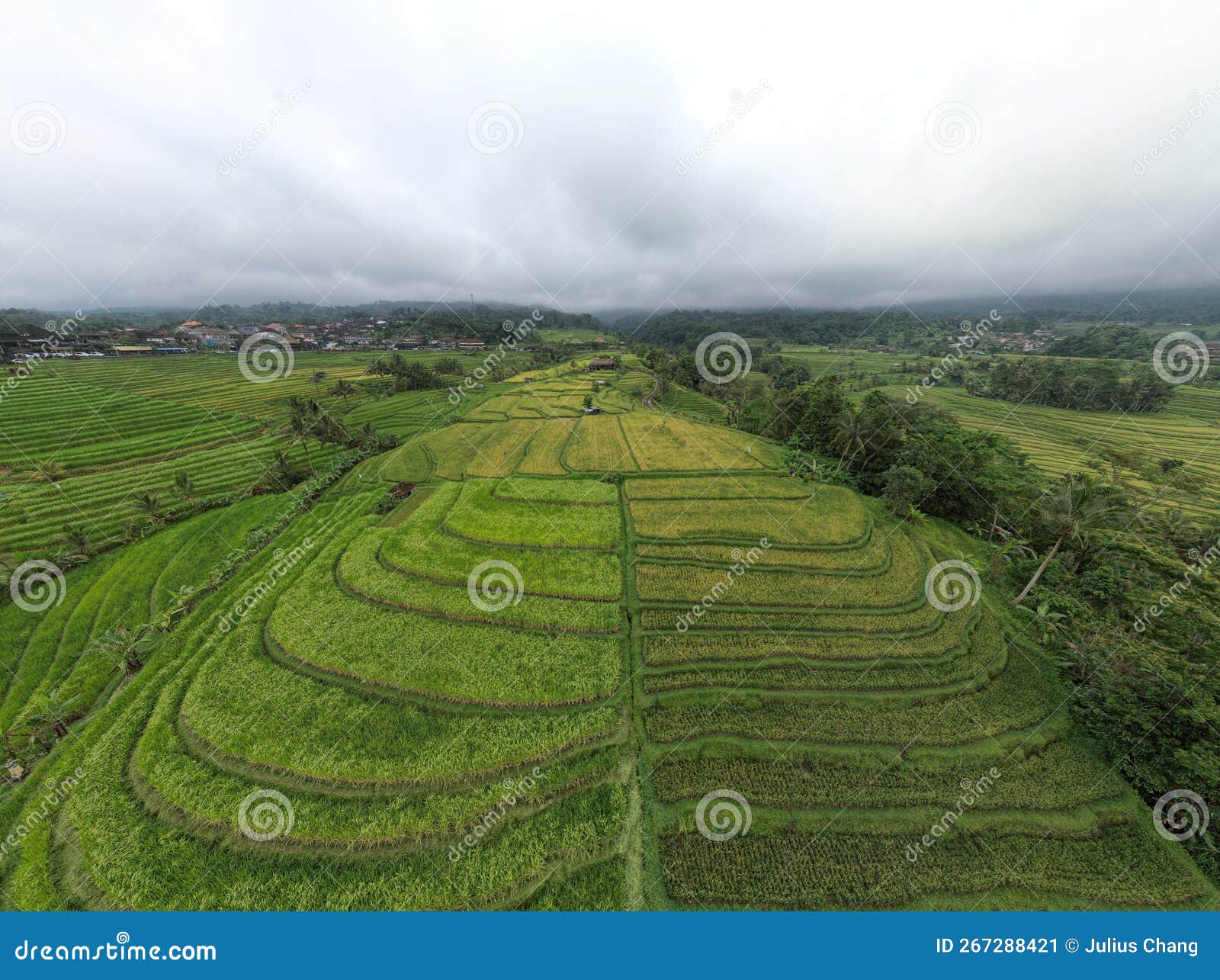 The Bali Terrace Rice Fields Stock Image - Image of golden, cultivate ...