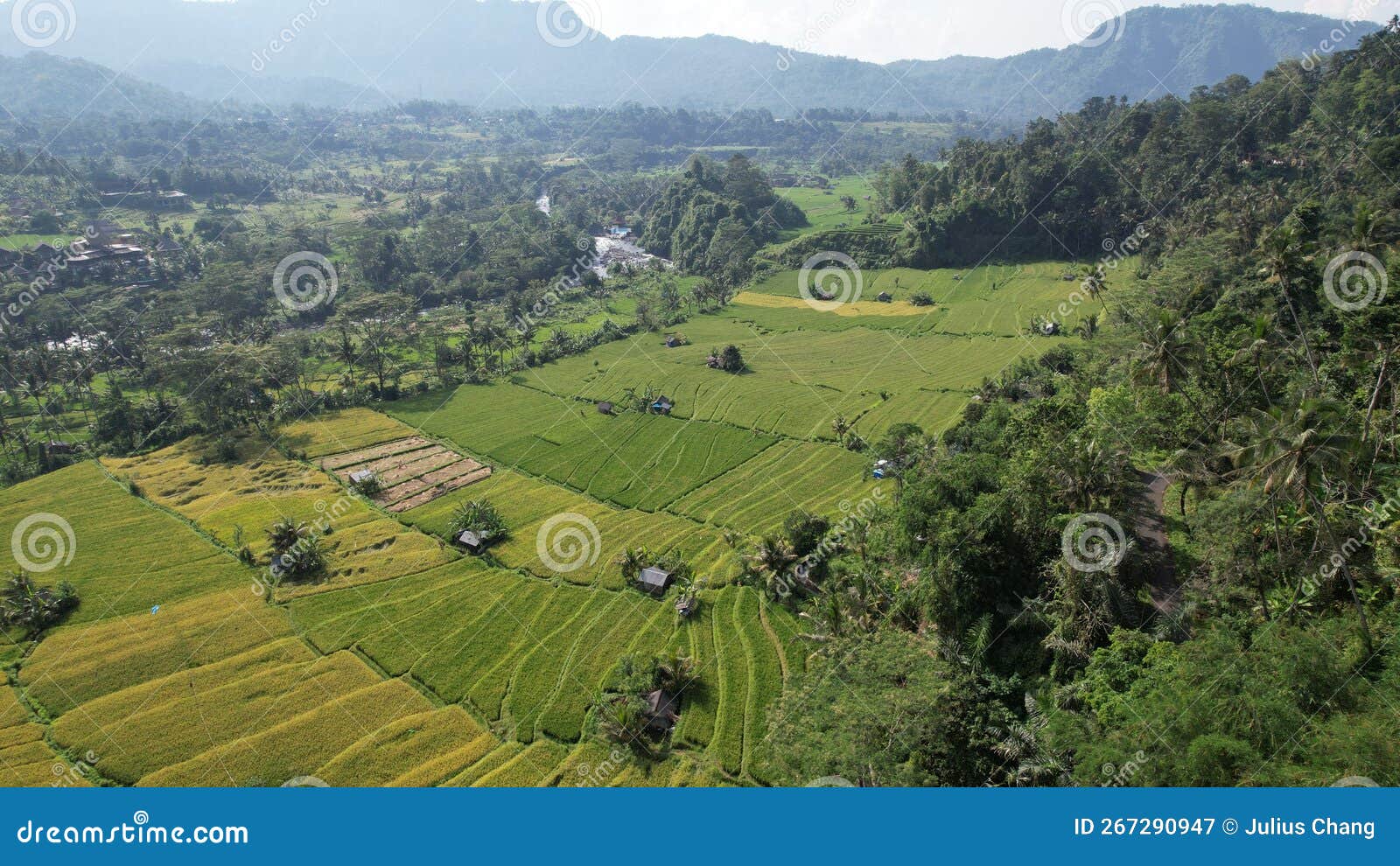 The Bali Terrace Rice Fields Stock Image - Image of farming, lush ...
