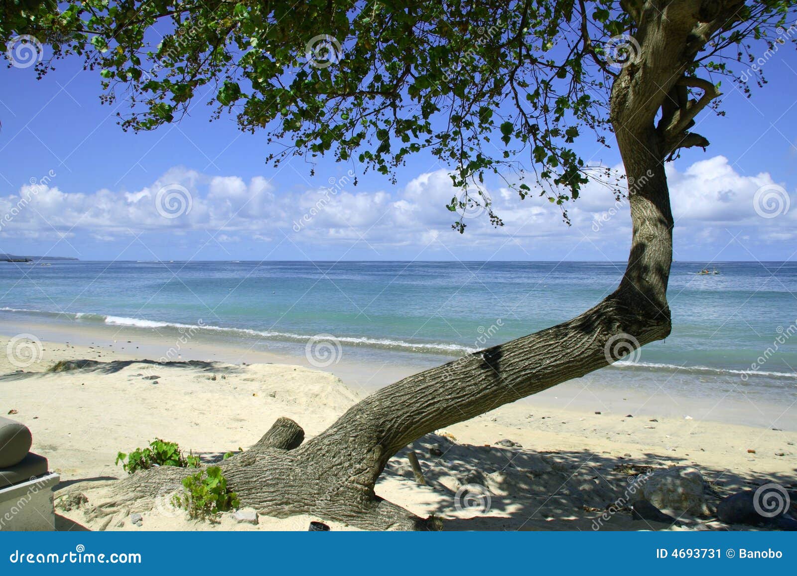 Bali tree stock image. Image of sunny, sand, leaves, tree - 4693731
