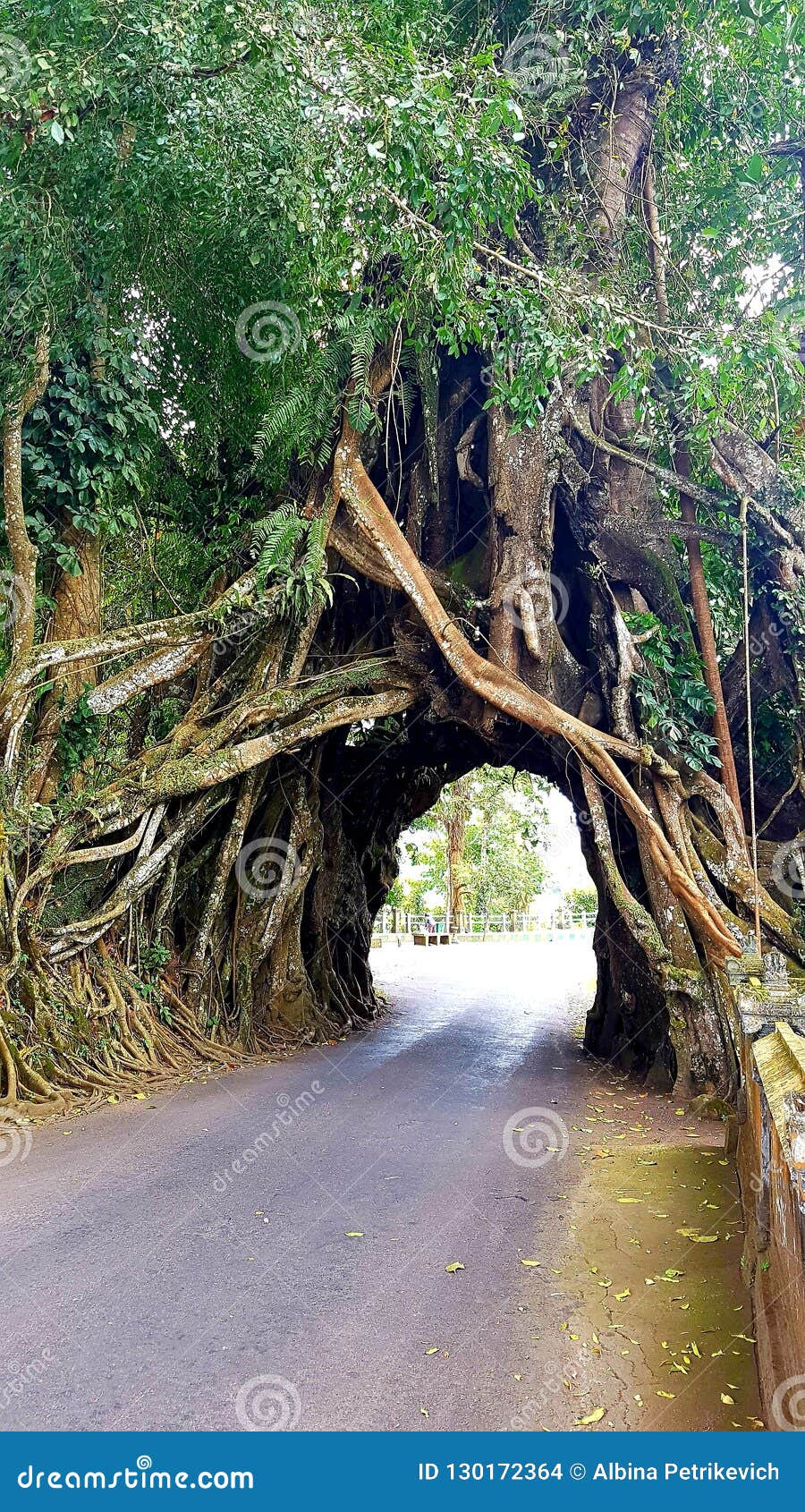 Bali stock photo. Image of tree, indonesia, tunnel, roots - 130172364