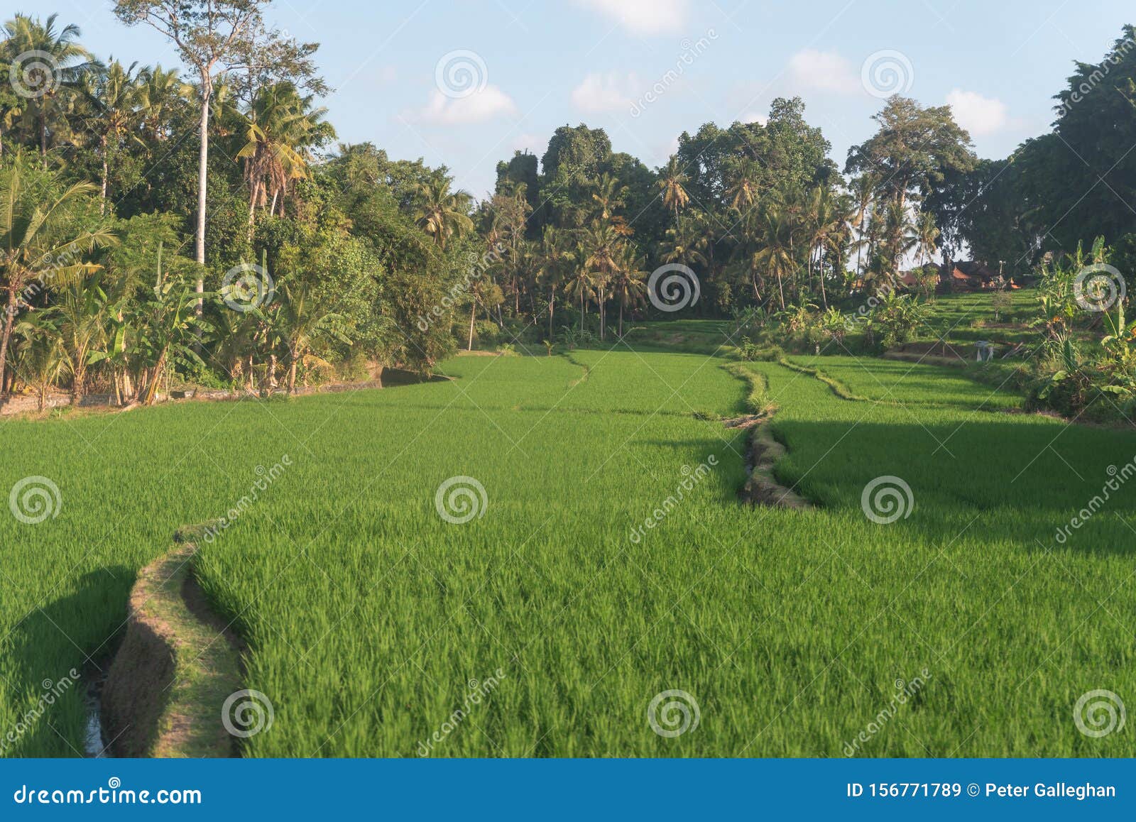 Bali Urban Rice Terraced Fields Stock Image - Image of mountain, cereal ...