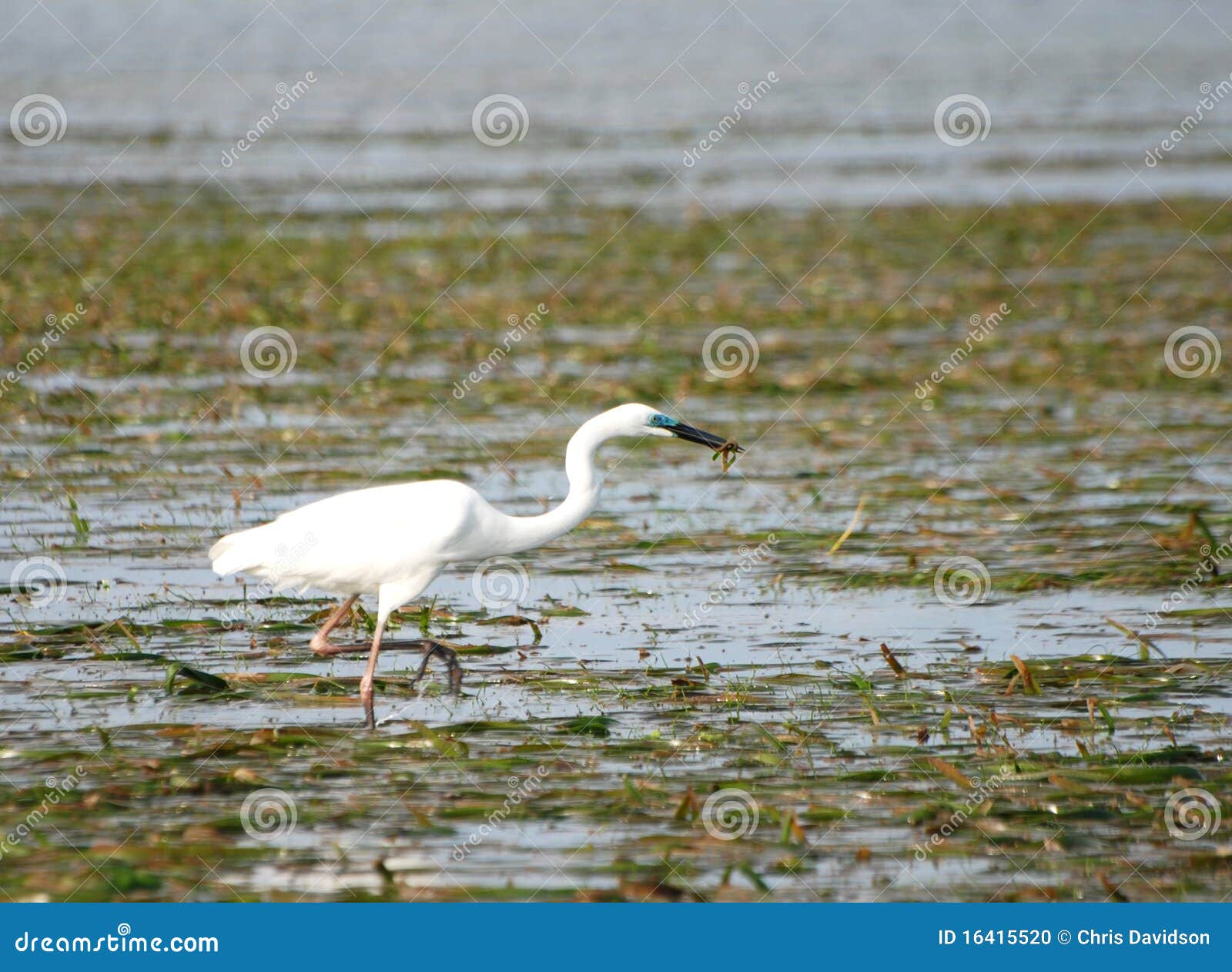 Balinese Bird Stalking stock photo. Image of east, ocean - 16415520