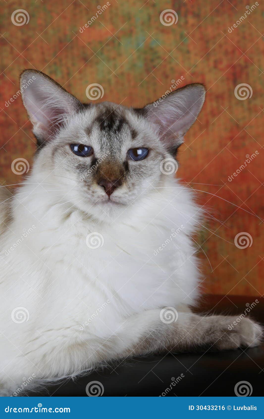 Blue Point Balinese Cat
