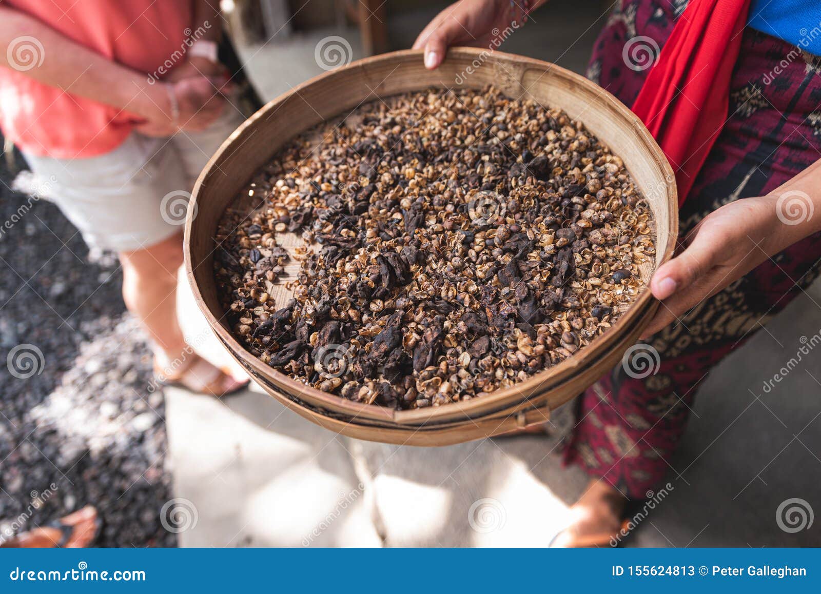 Balinese Coffee Luwak Poop and Ready for Sorting for Coffee Beans Stock ...