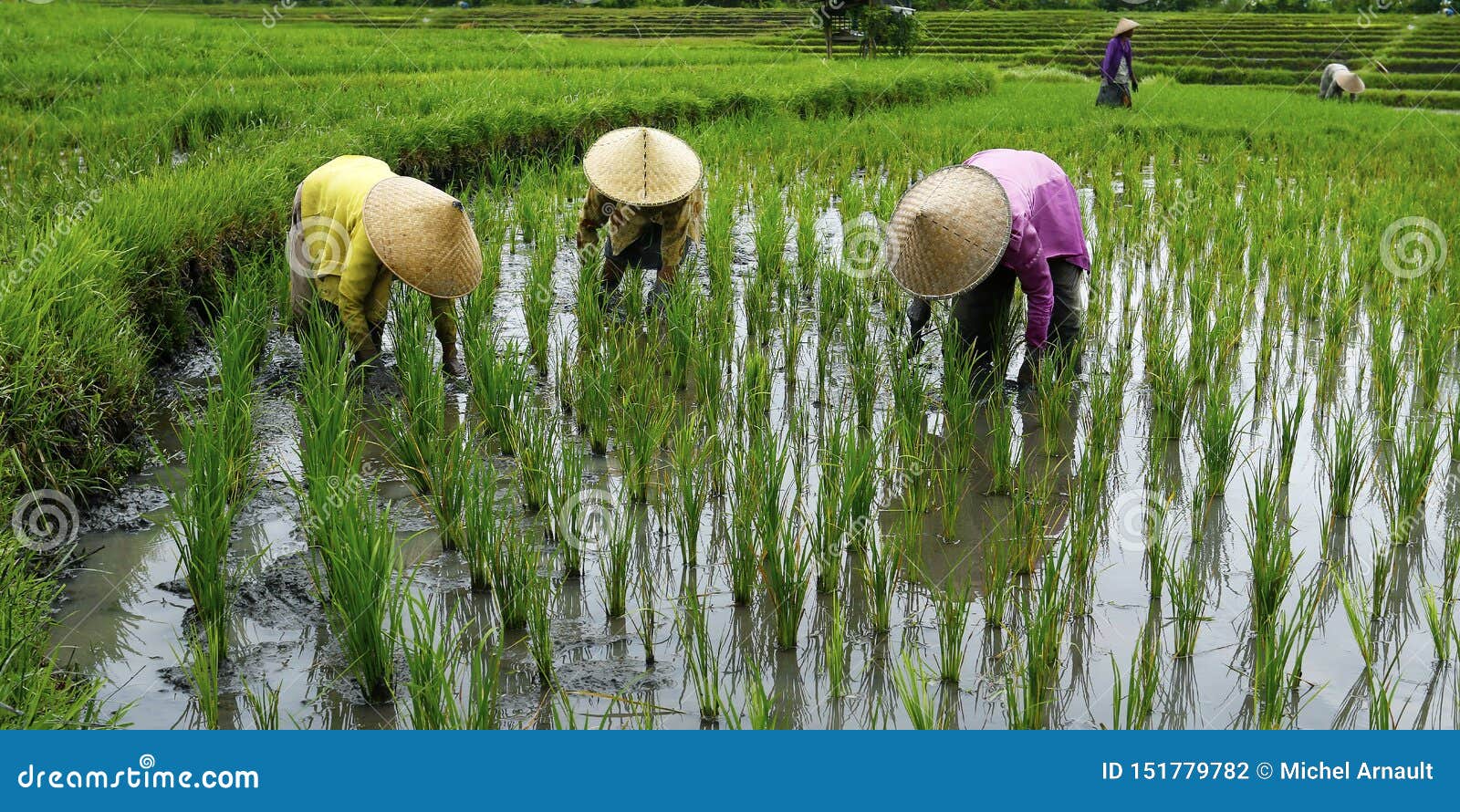 Balinese with Hat Working in Rice Field Stock Photo - Image of korea ...