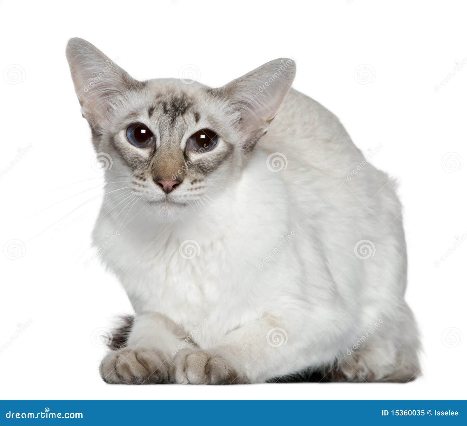 Balinese kat, 2 jaar oud stock afbeelding. Image of studio - 15360035