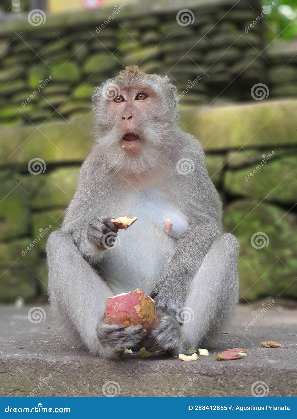 Balinese Long Tail Monkey at Ubud Monkey Forest Stock Image - Image of ...