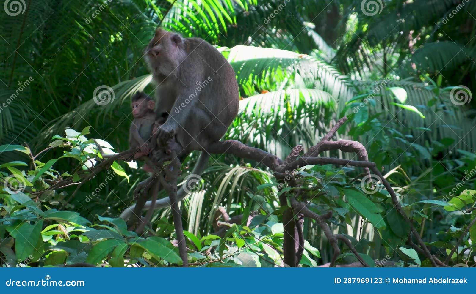 Balinese Long Tailed Macaque Monkeys in Ubud Monkey Forest, Ubud, Bali ... Balinese Long Tailed Macaque Monkeys in Ubud Monkey Forest, Ubud, Bali ...