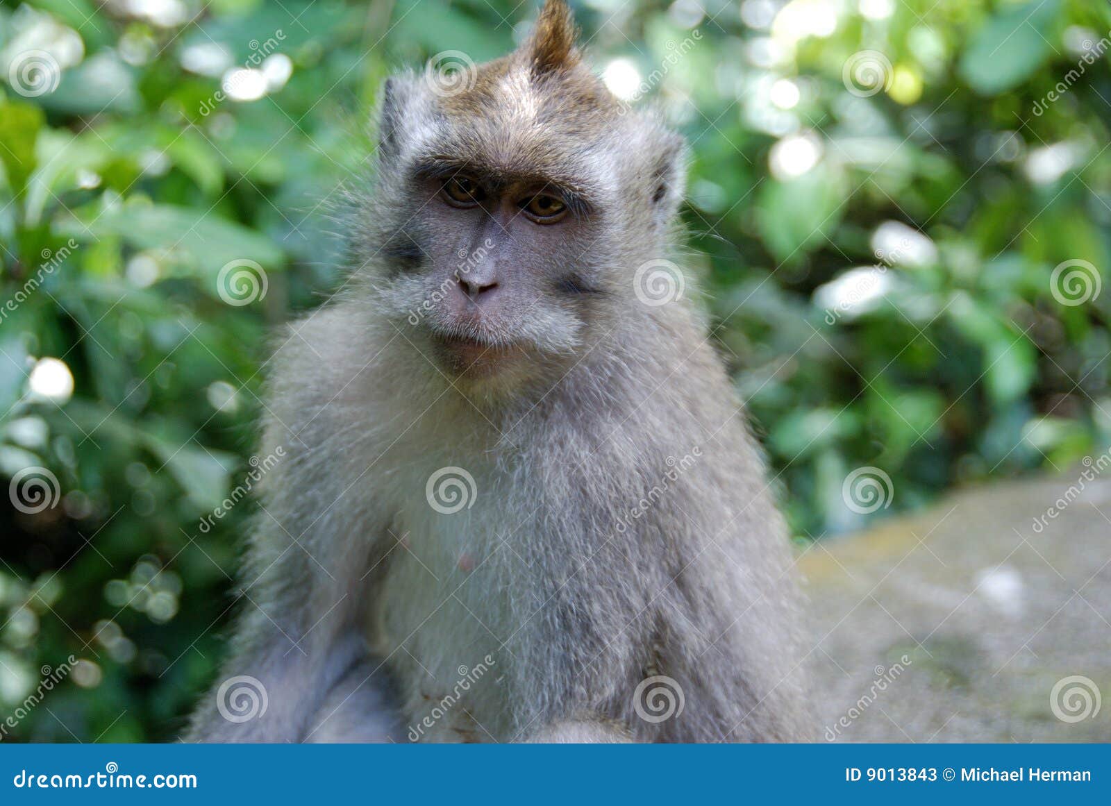 Balinese Macaque stock image. Image of wildlife, balinese - 9013843
