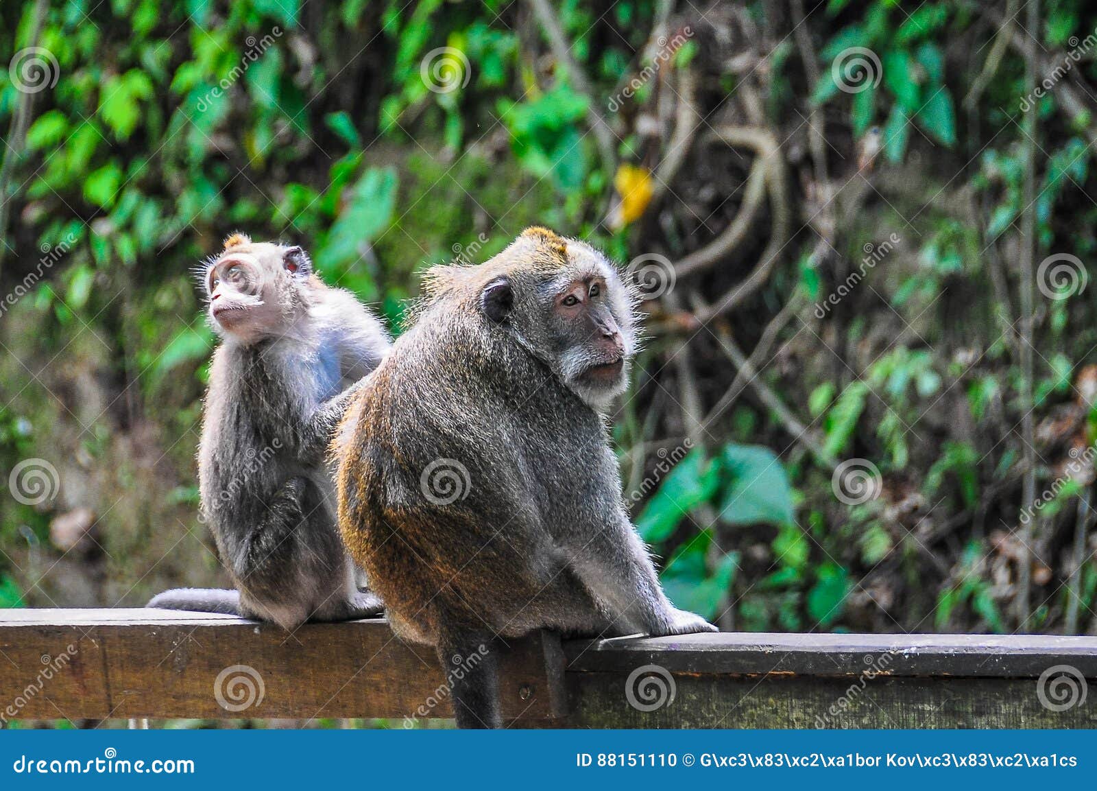 Balinese Macaques in Monkey Forest in Ubud, Bali Stock Photo - Image of ...