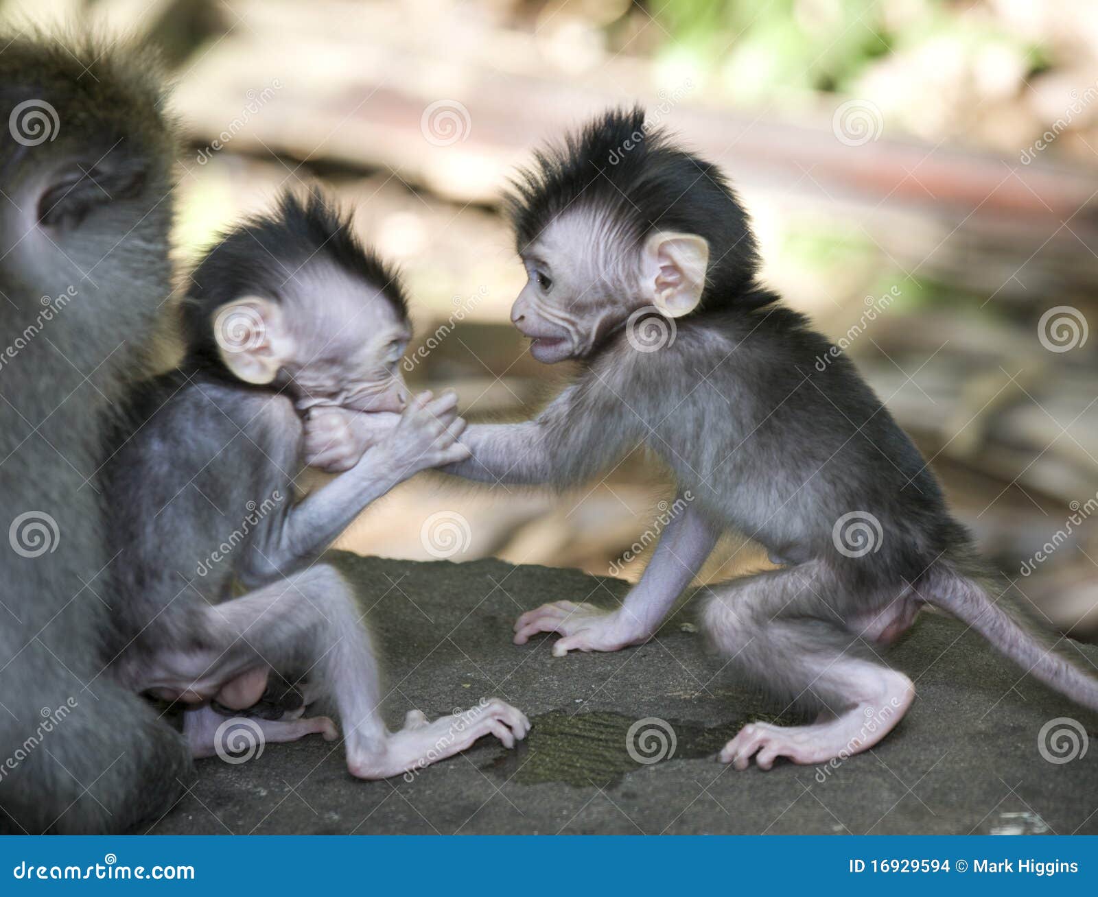 Balinese monkey stock photo. Image of monkey, animal - 16929594