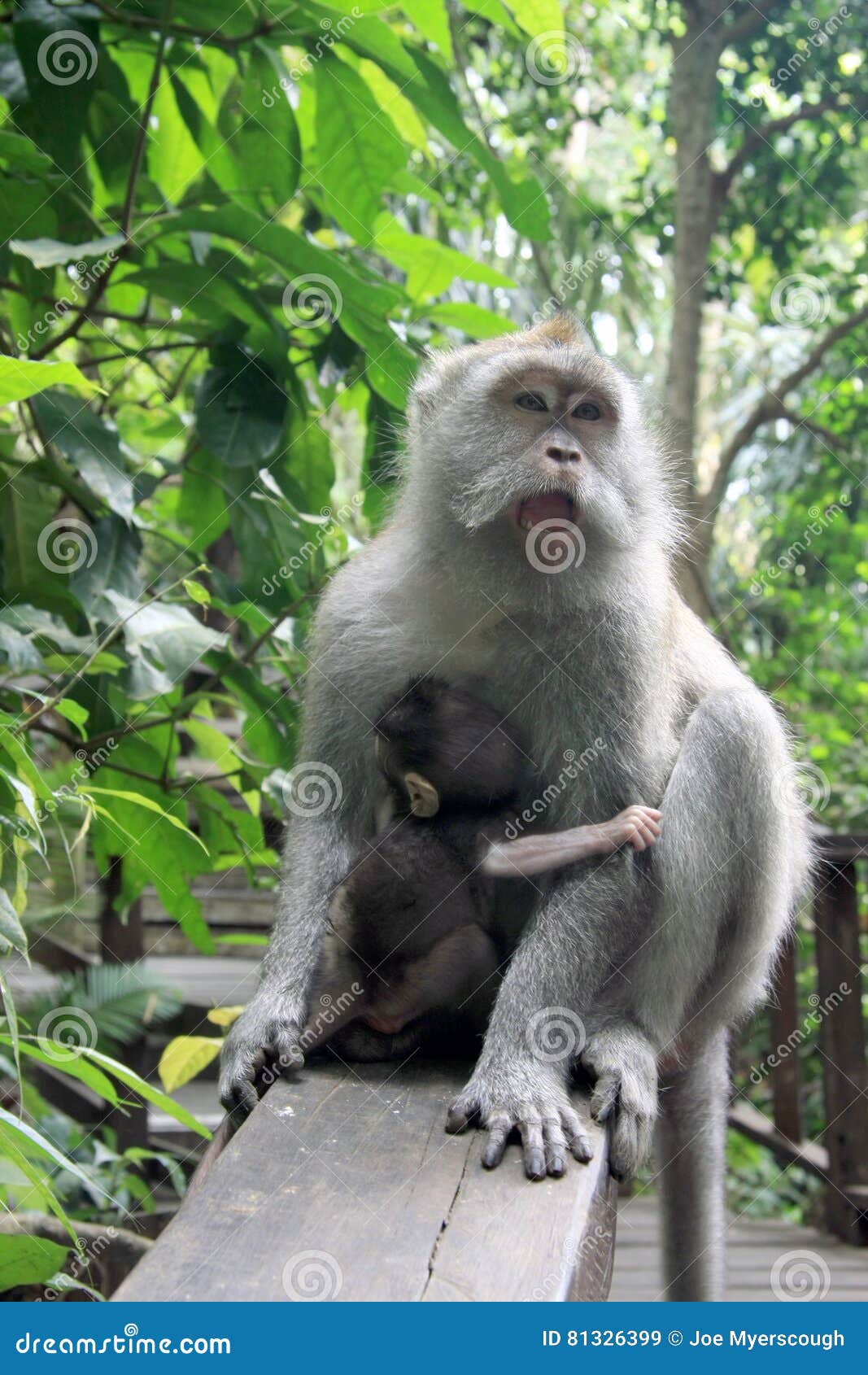 Balinese Monkey with child stock image. Image of balinese - 81326399