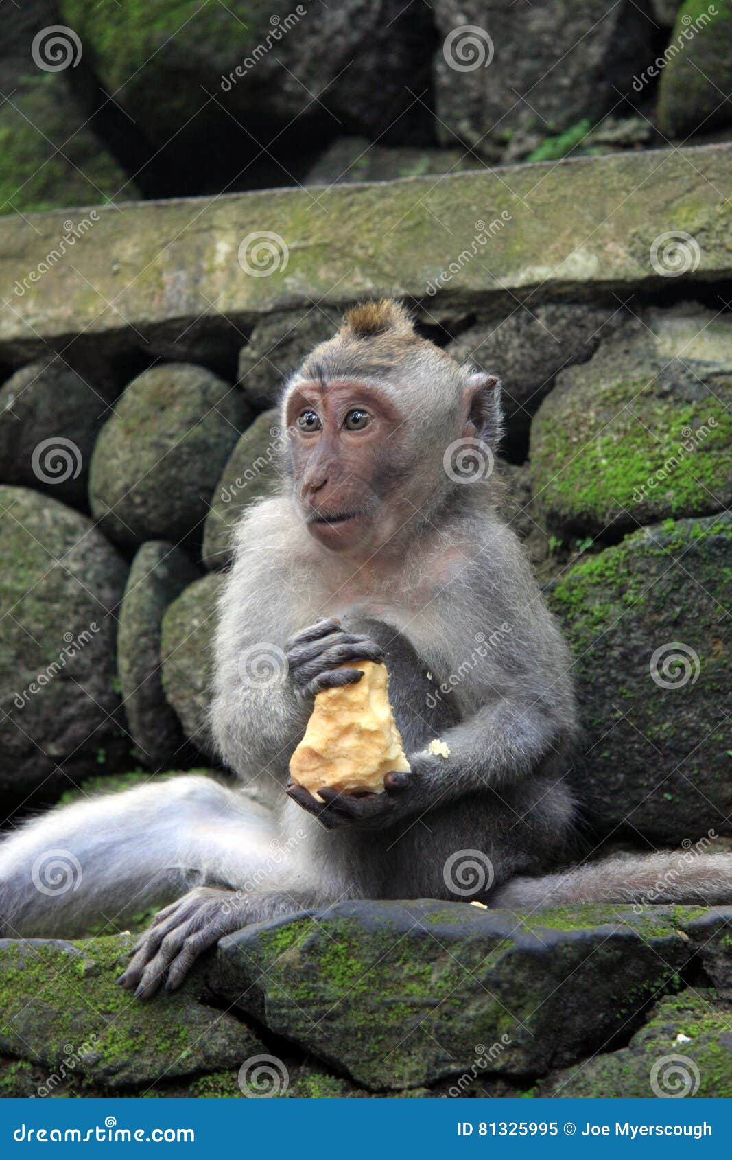 Balinese Monkey Eating Food Stock Image - Image of asia, jungle: 81325995