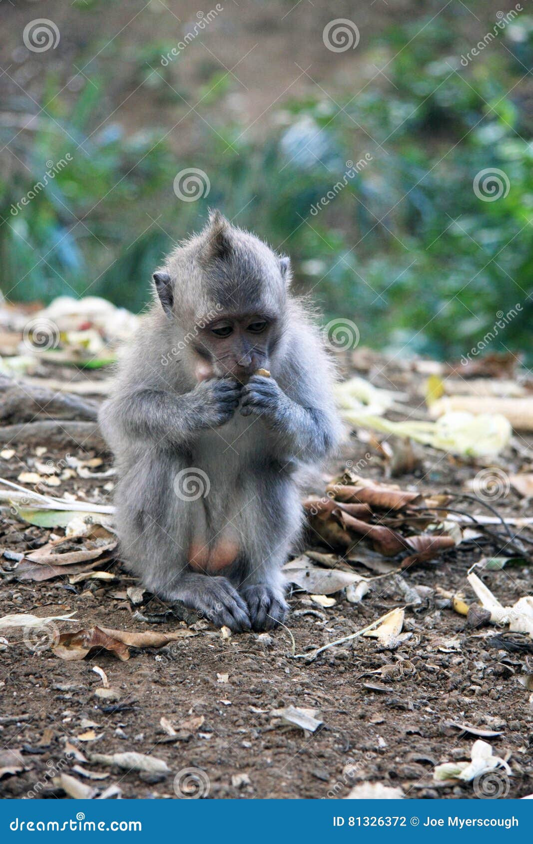 Balinese Monkey Eating Food Stock Photo - Image of bali, jungle: 81326372