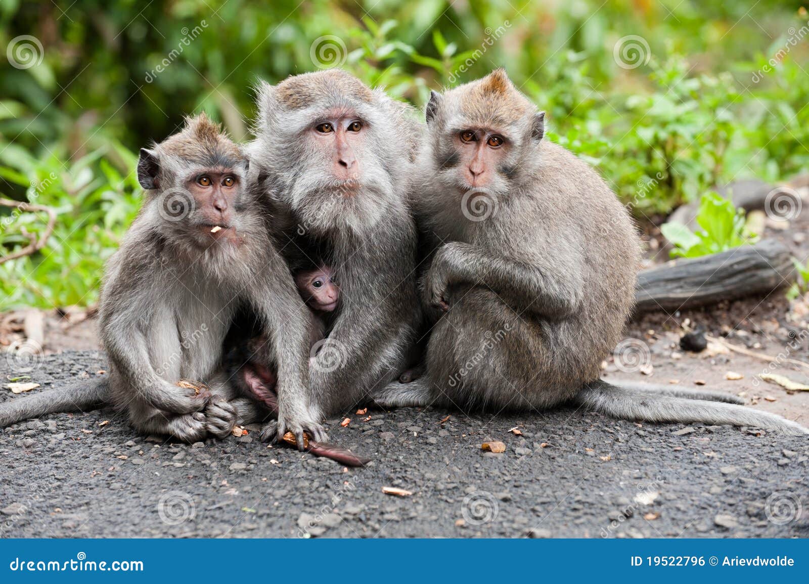 Balinese monkey family stock photo. Image of indonesia - 19522796