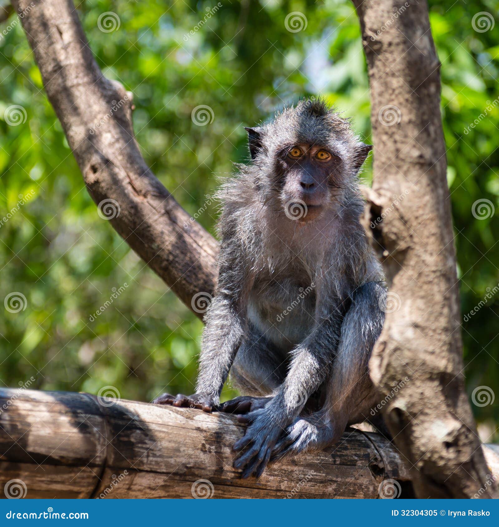 Balinese monkey on a tree stock image. Image of bali - 32304305