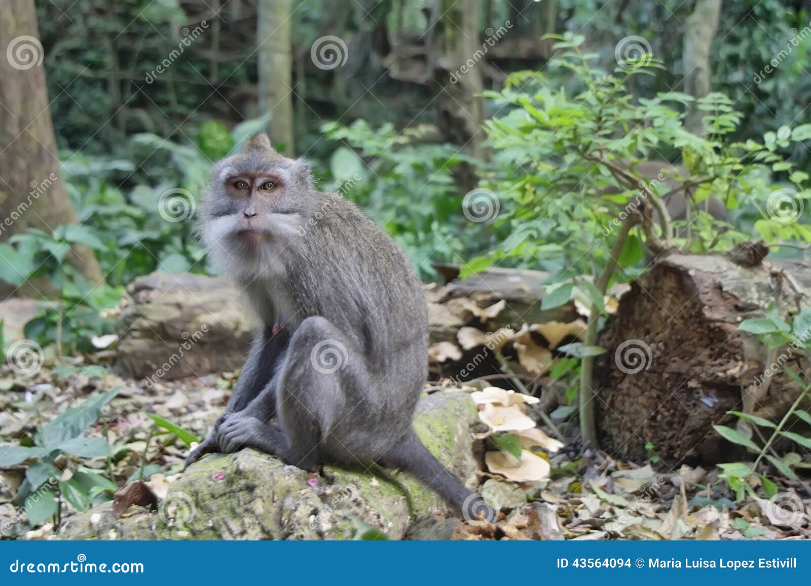 Balinese monkey in Ubud stock photo. Image of jungle - 43564094