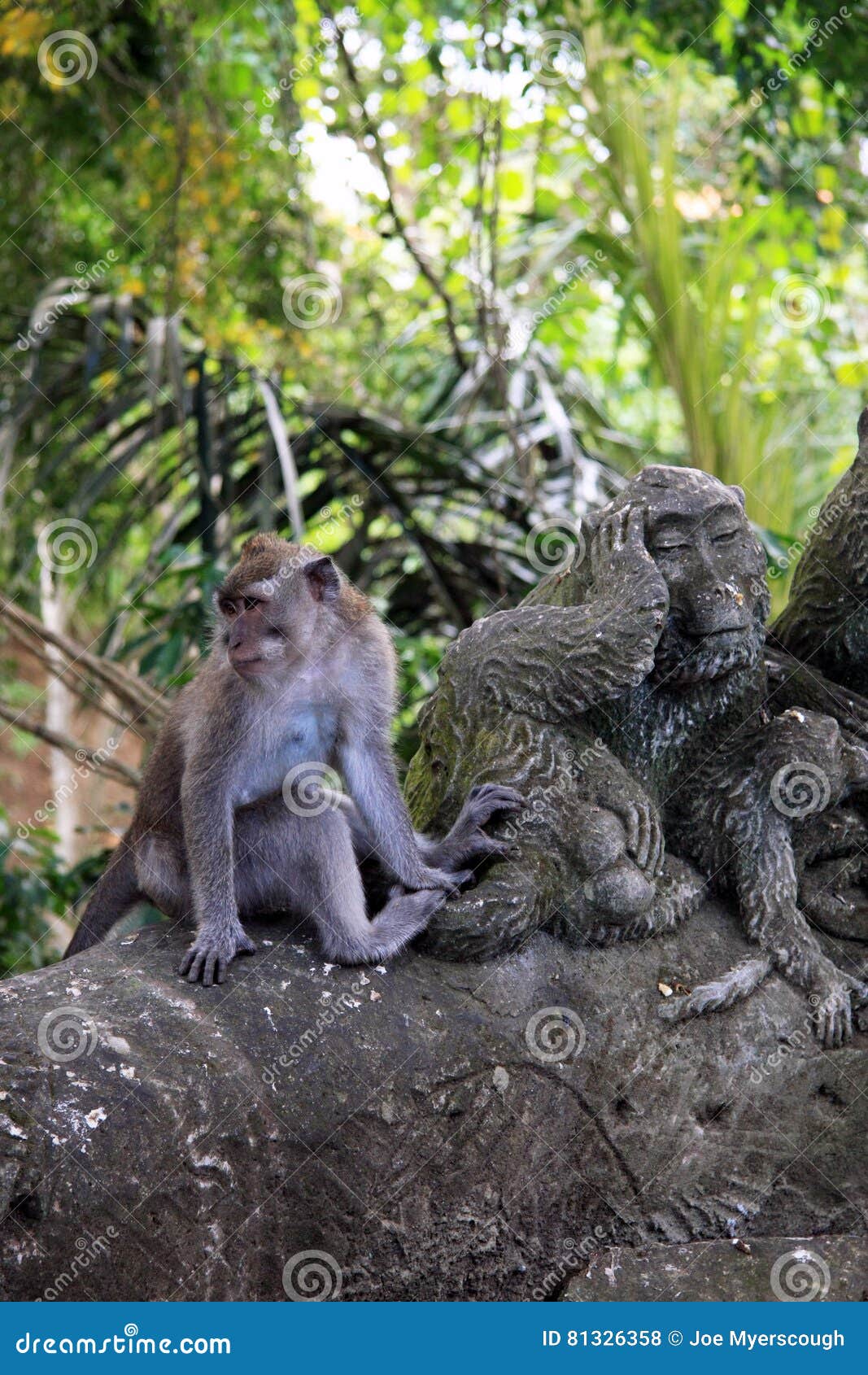 Balinese Monkey stock photo. Image of indonesia, jungle - 81326358