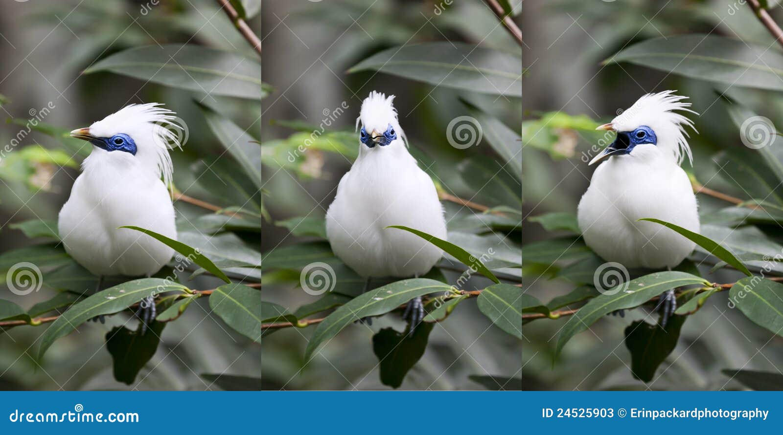 Balinese Mynah Bird Series stock image. Image of birds - 24525903