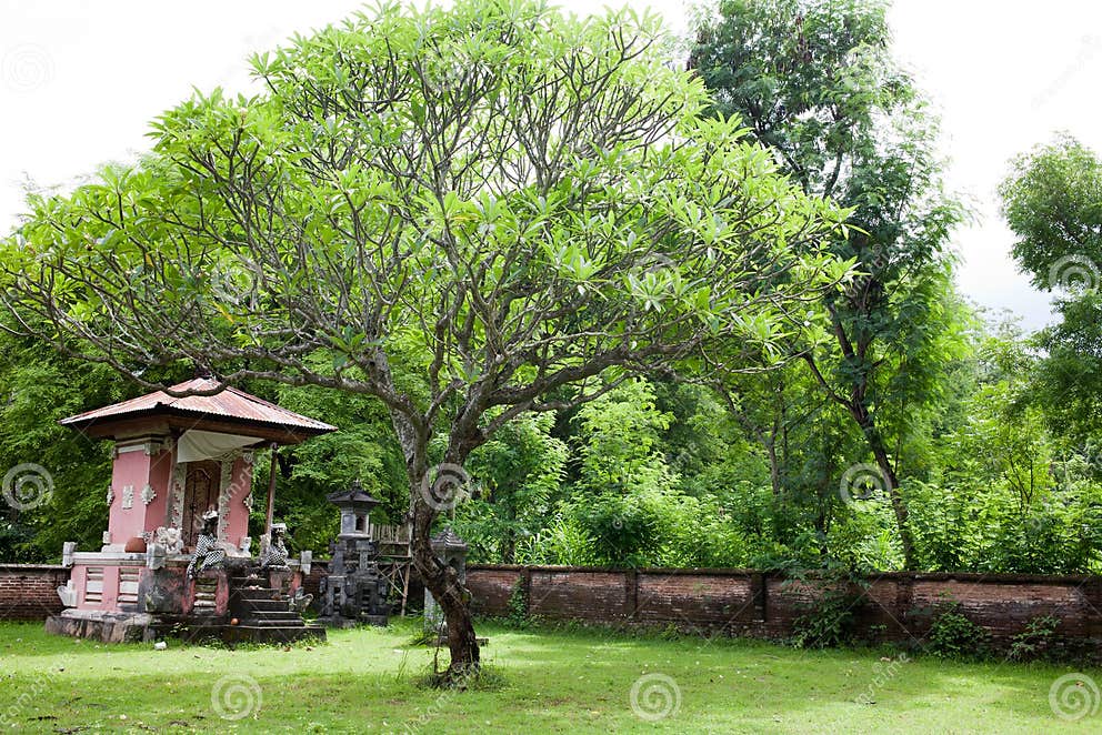 Balinese plants stock photo. Image of healthy, color - 27147592