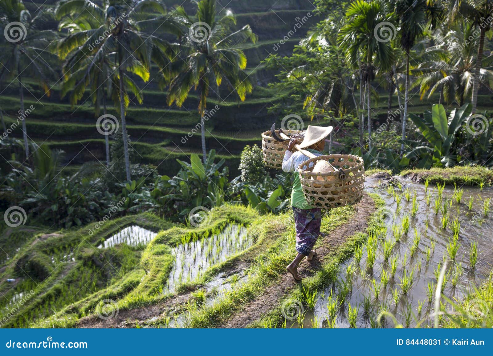 Balinese Rice Field Worker on Rice Field Stock Image - Image of ...
