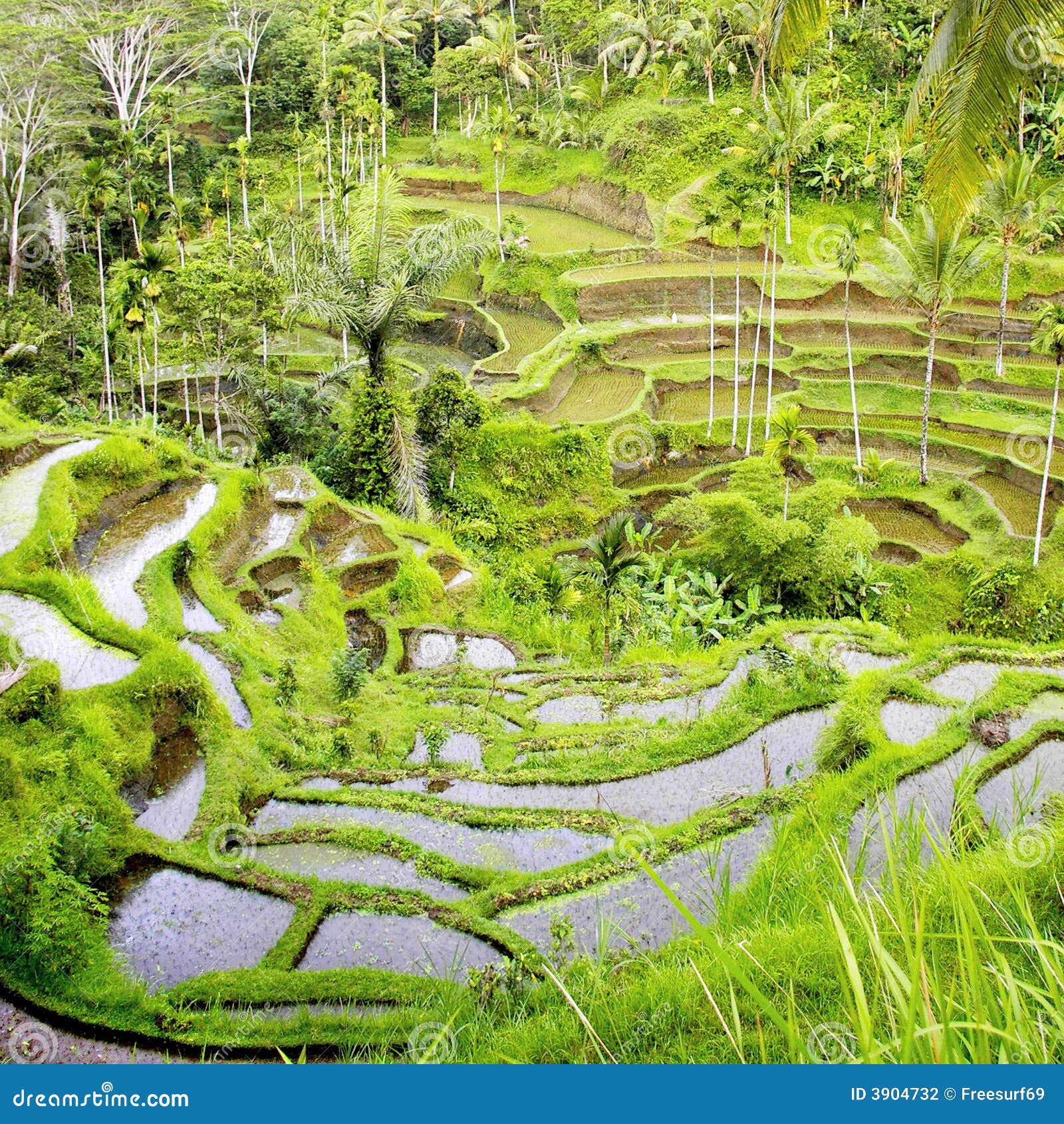 Balinese rice fields stock photo. Image of growing, farming - 3904732