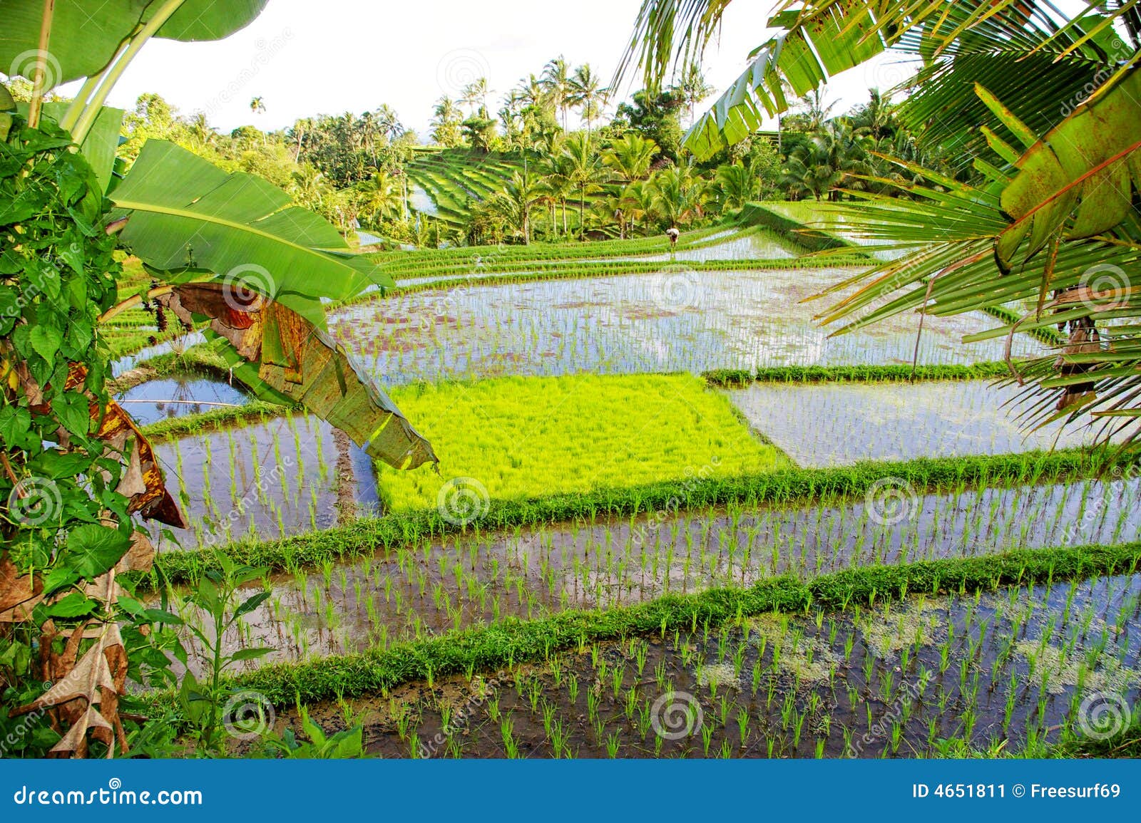Balinese rice fields stock image. Image of balinese, palm - 4651811