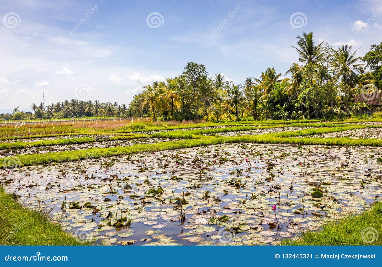 Balinese rice fields stock image. Image of agriculture - 132445321