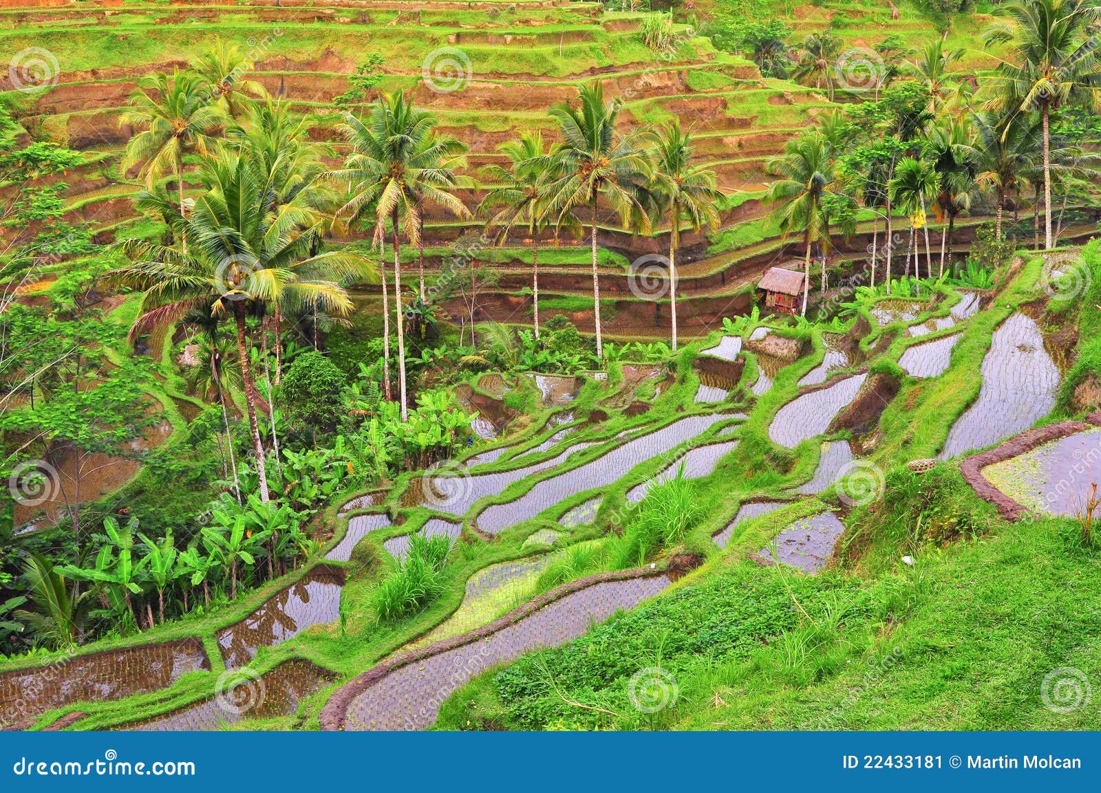 Balinese Rice Fields Terrace Stock Image - Image of vegetation, travel ...