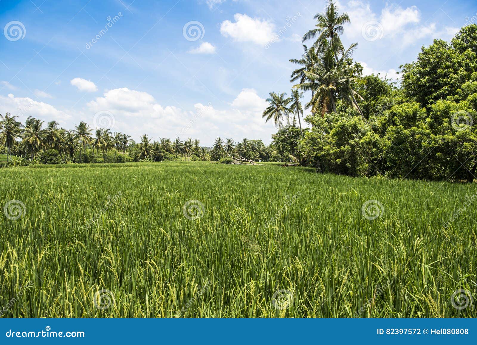 Balinese Rice Field Agricultural Landscape Royalty-Free Stock ...