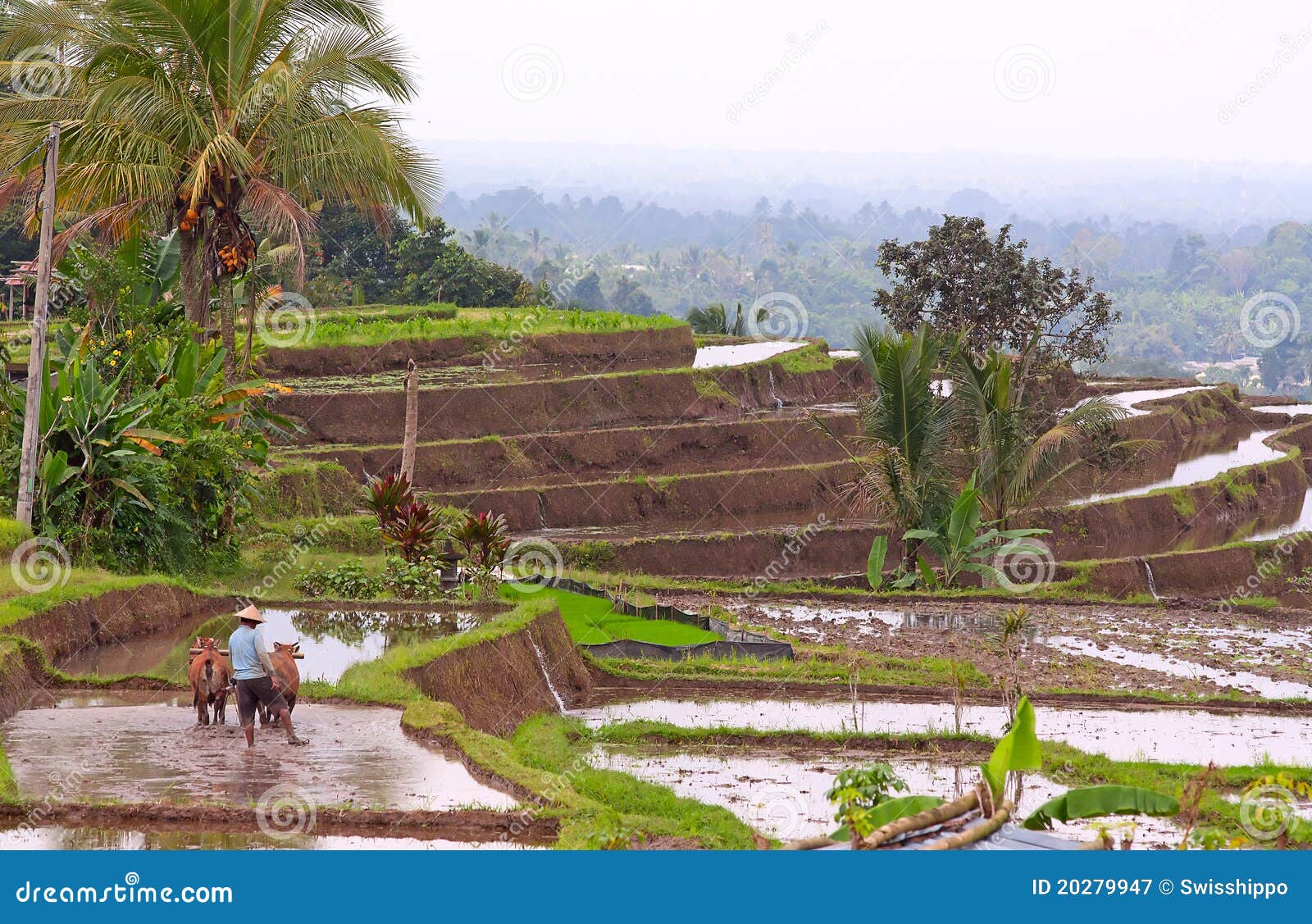 Balinese Terraced Rice Field Stock Image - Image of farmer, farmland ...