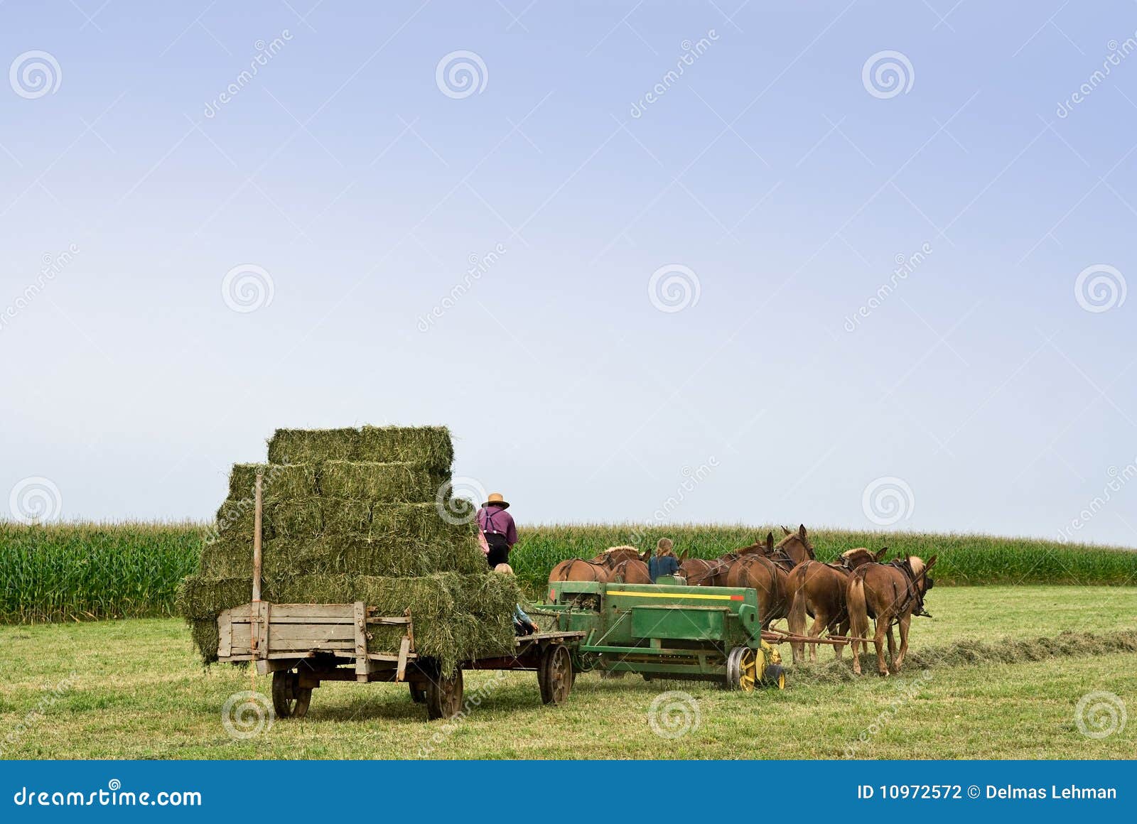Baling Hay stock photo. Image of farming, field, rural - 10972572