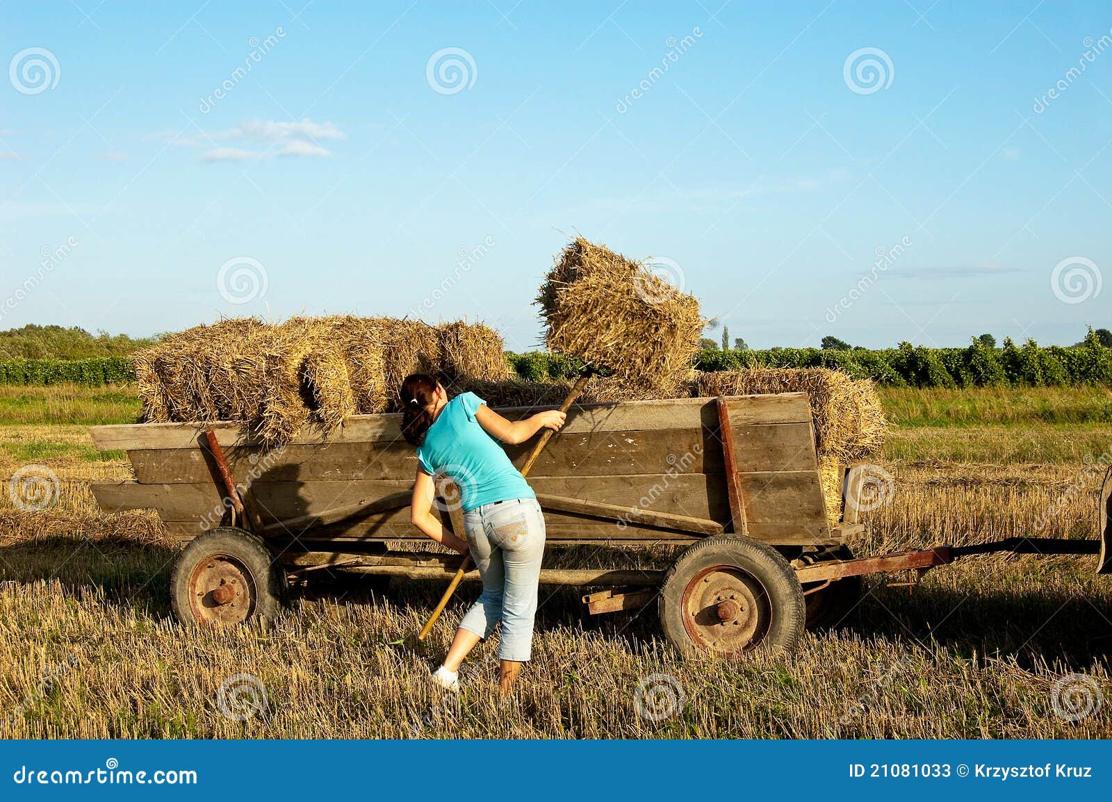 Baling hay in filed stock image. Image of bales, country - 21081033