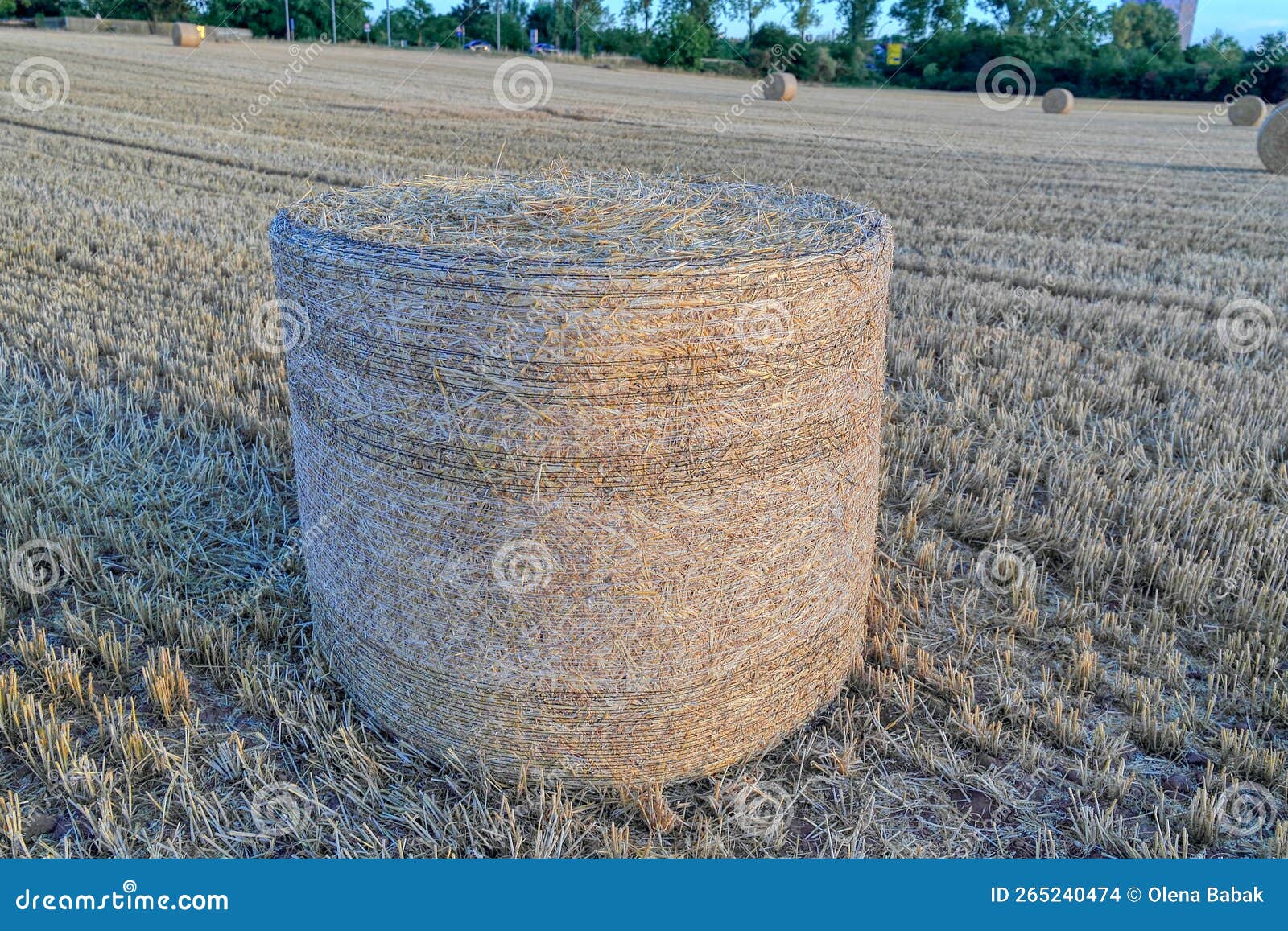Growing, Harvesting and Baling Your Own Hay Stock Photo - Image of ...