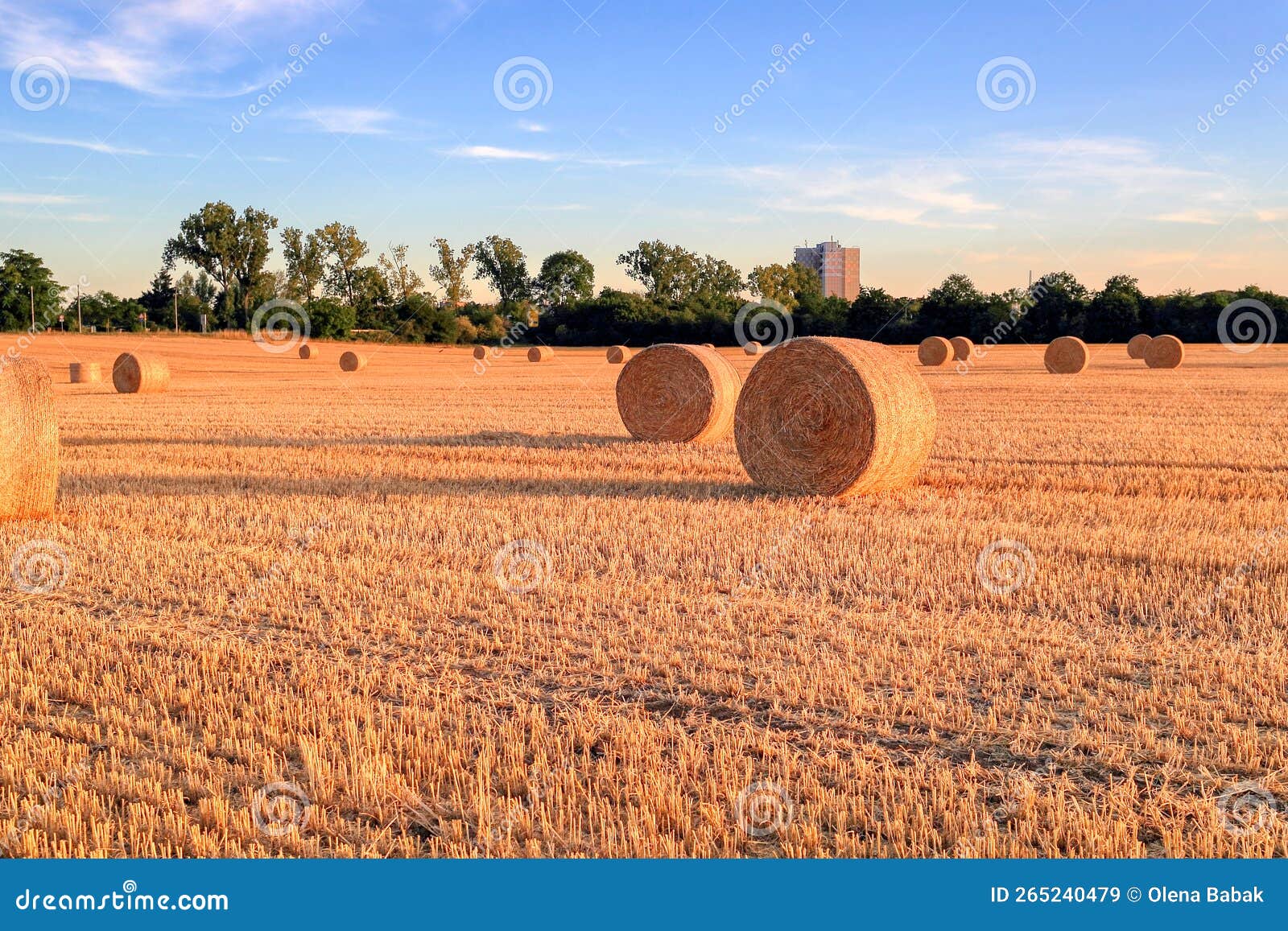 Growing, Harvesting and Baling Your Own Hay Stock Image - Image of ...