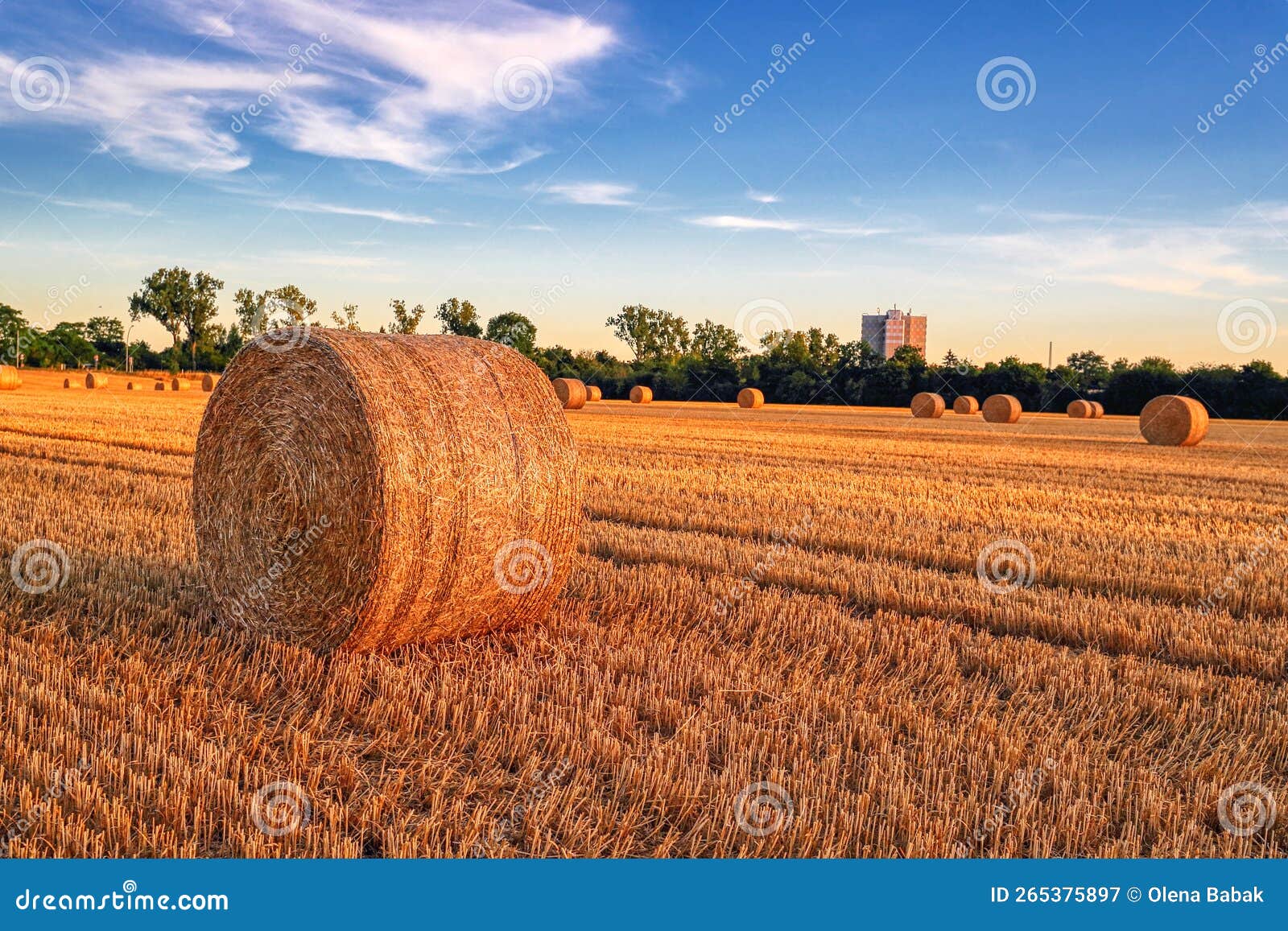 Field of Hay Bales. Harvesting at the End of the Summer. Stock Image ...