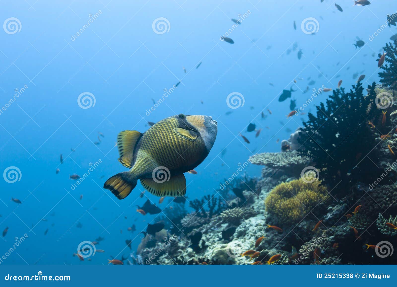 Balistidae triggerfish stock photo. Image of vacation - 25215338