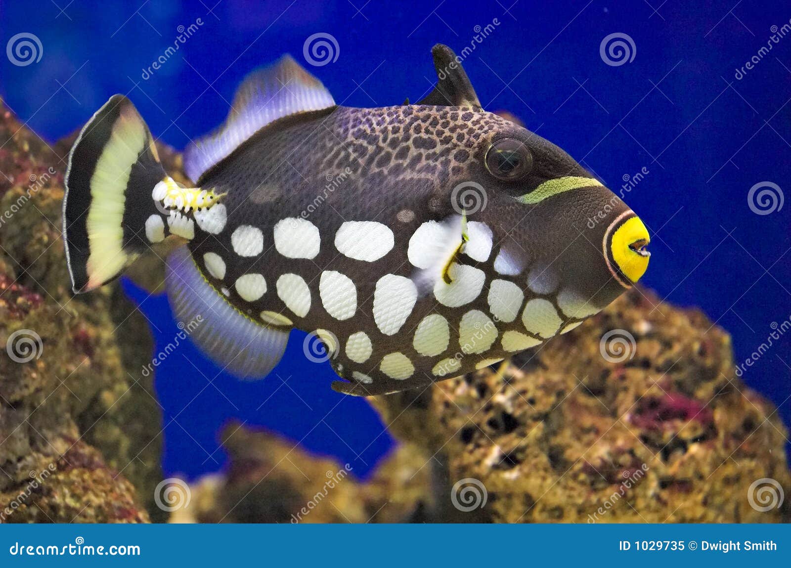 Clown Triggerfish Balistoides Conspicillum, Bigspotted Triggerfish, Are ...