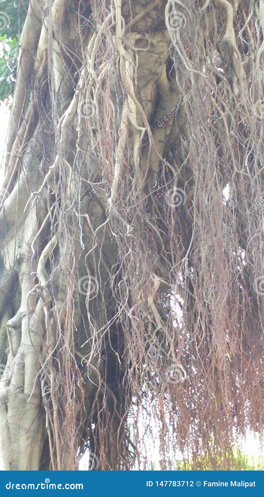 Baliti Root Trees Stock Photos - Free & Royalty-Free Stock Photos from ...