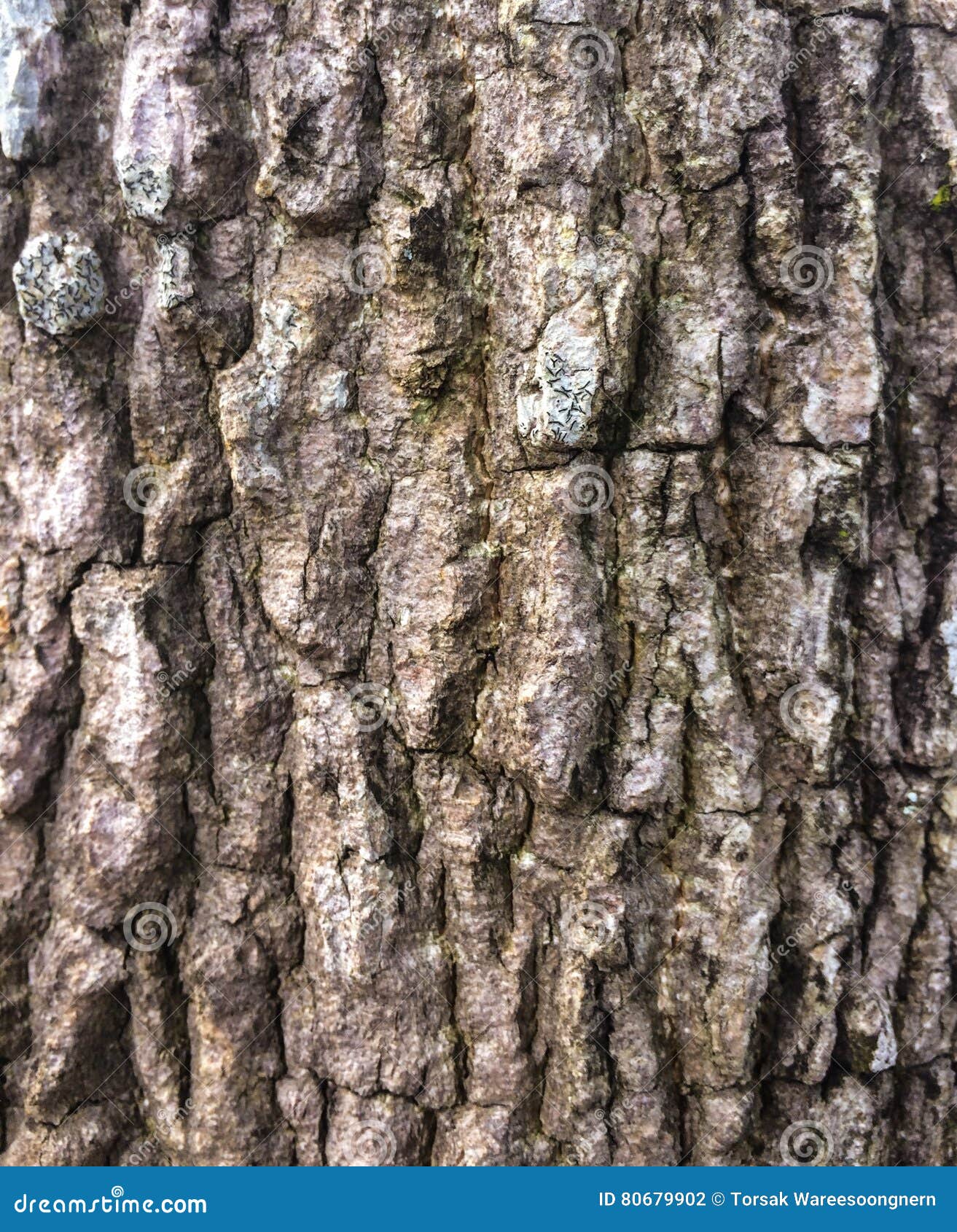 Balk stock photo. Image of focus, balk, bark, screen - 80679902