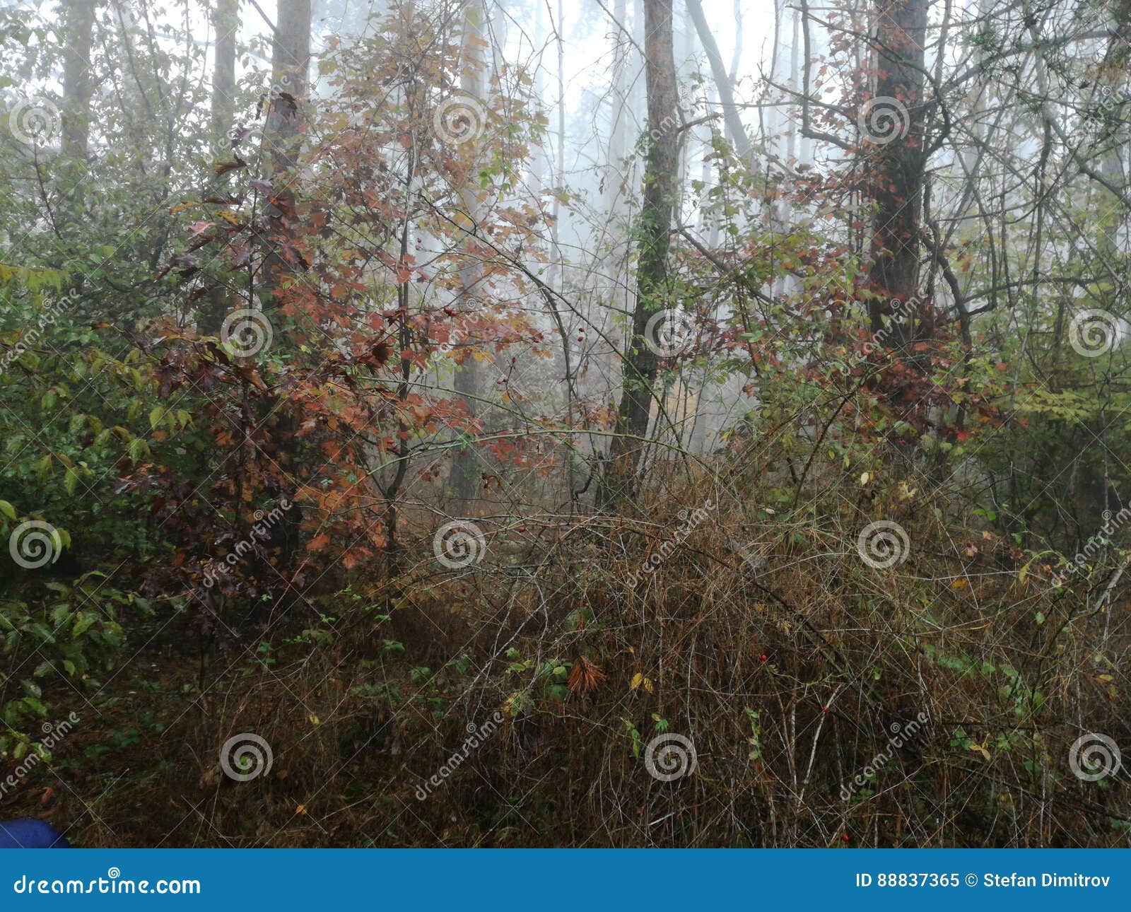 Balkan Forest stock image. Image of green, morning, forest - 88837365