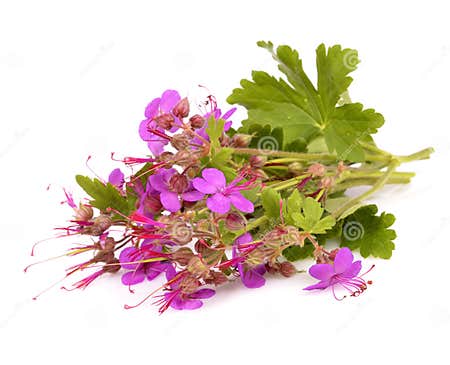 Balkan geranium stock photo. Image of innocence, color - 24703686