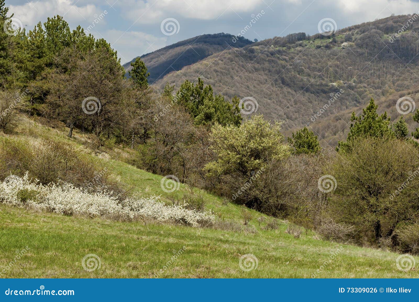 Balkan mountain at spring stock photo. Image of trees - 73309026