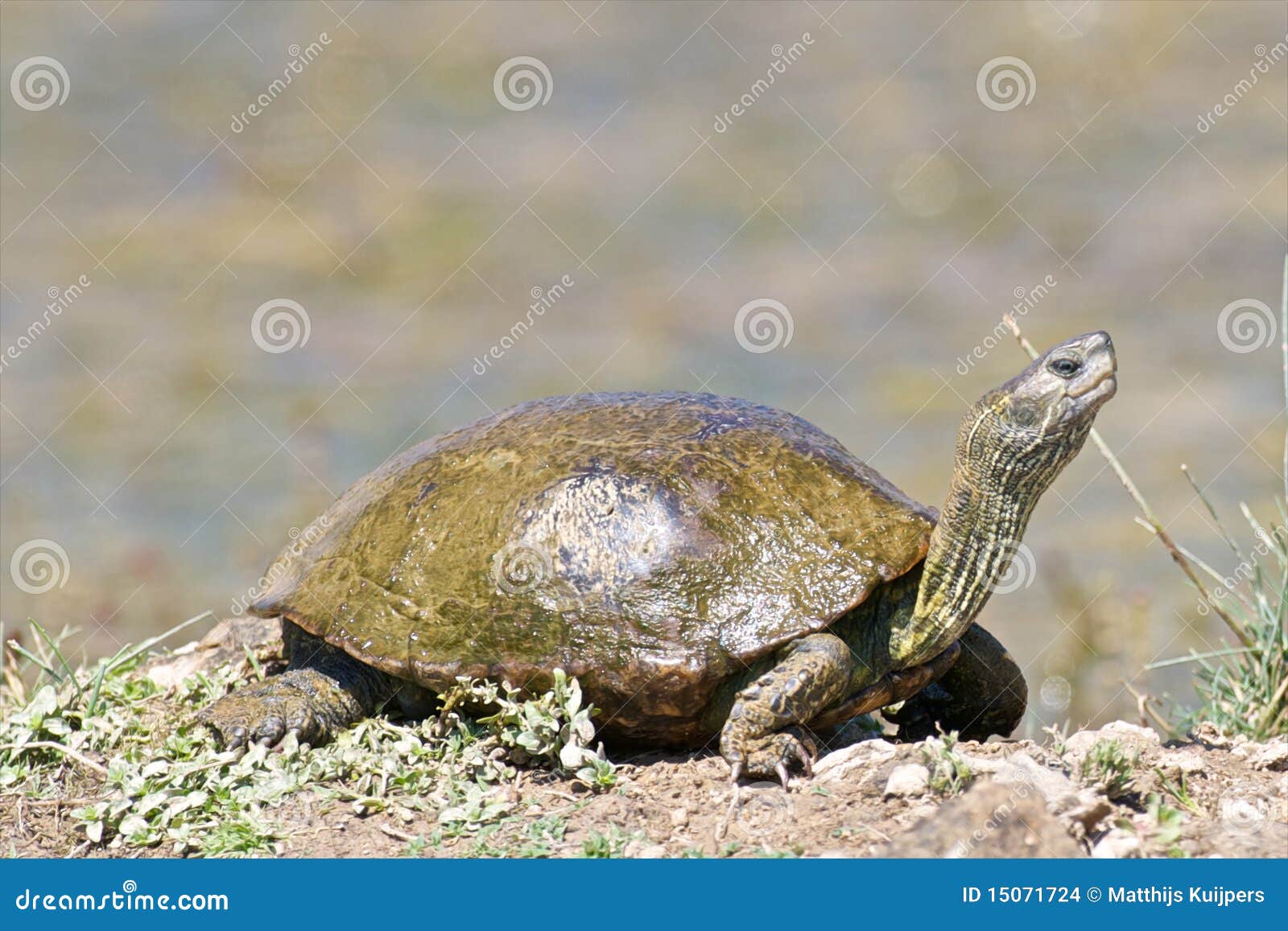 Balkan terrapin stock photo. Image of stripes, turtle - 15071724
