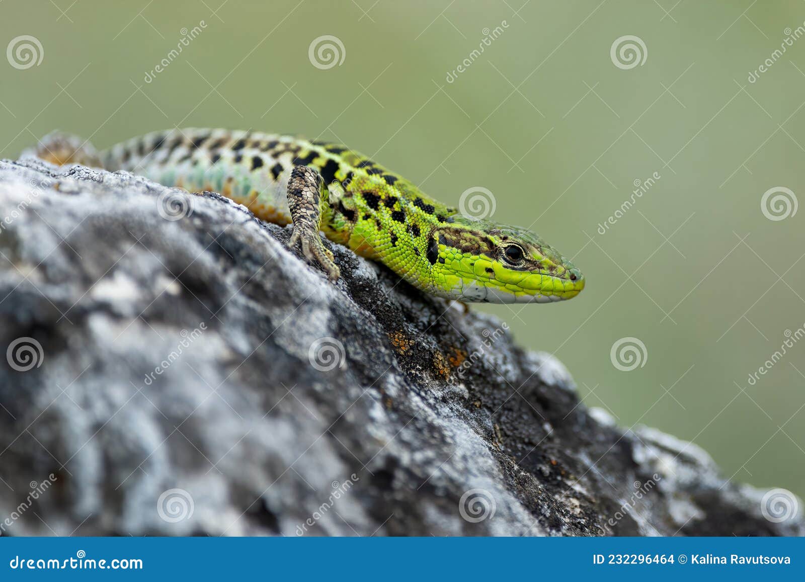 Balkan Wall Lizard Podarcis Tauricus on a Rock Stock Photo - Image of ...