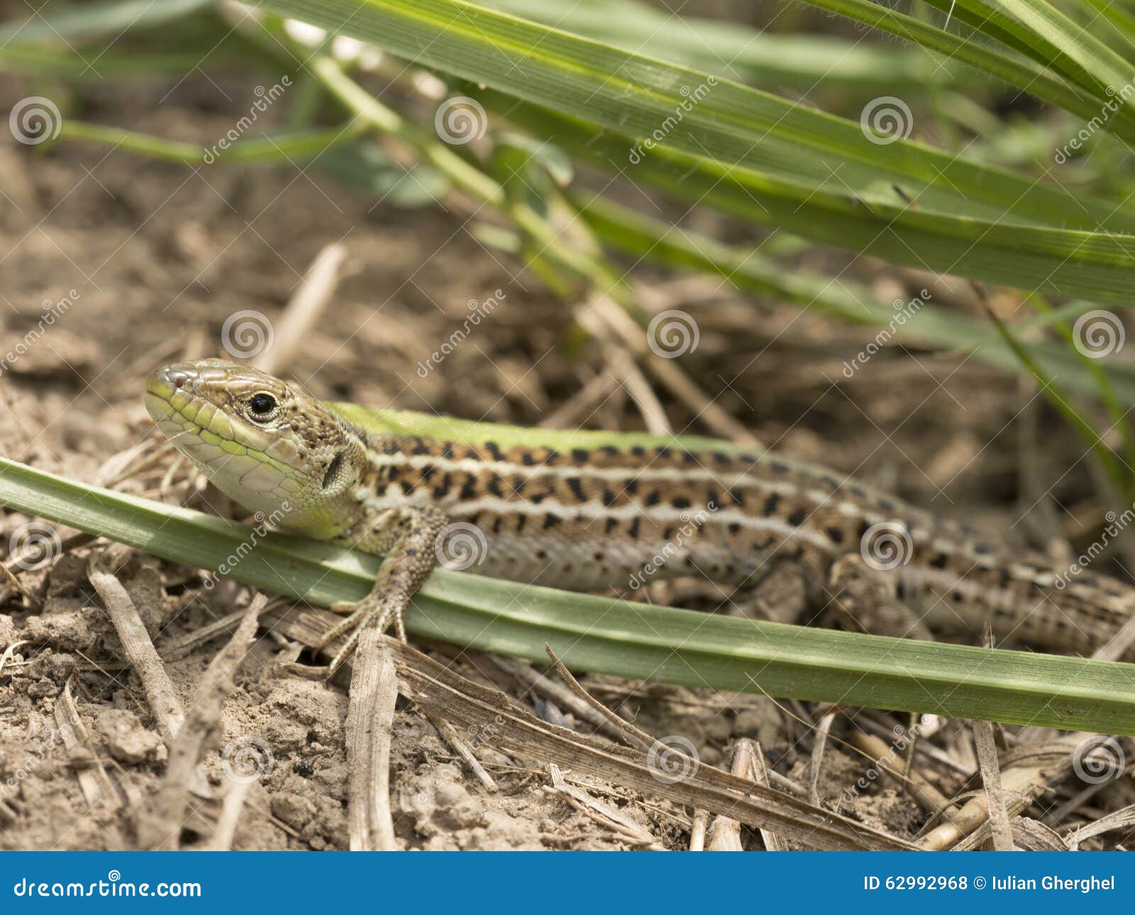 Balkan Wall Lizard stock photo. Image of siculus, animal - 62992968