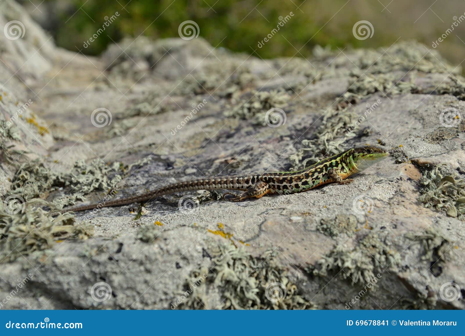 Balkan Wall Lizard (Podarcis Tauricus) Stock Image - Image of pores ...