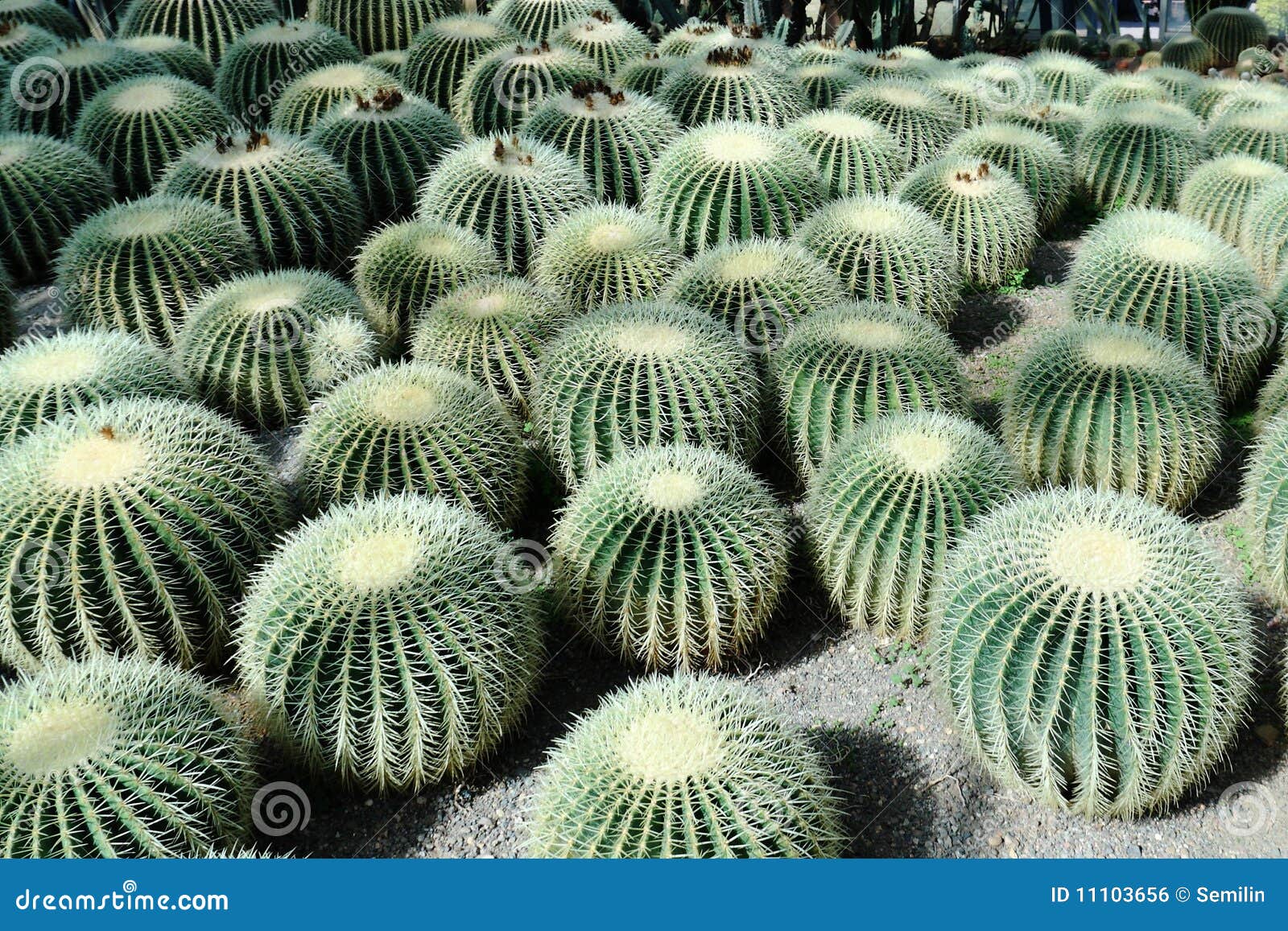 Ball cacti stock photo. Image of cactus, yunnan, arboretum - 11103656