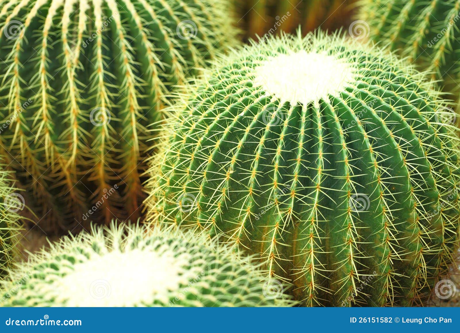 Ball cactus stock photo. Image of detail, garden, botany - 26151582