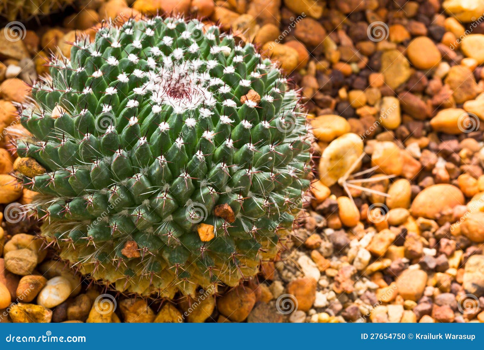 Ball Cactus stock photo. Image of spiky, nature, thorn - 27654750